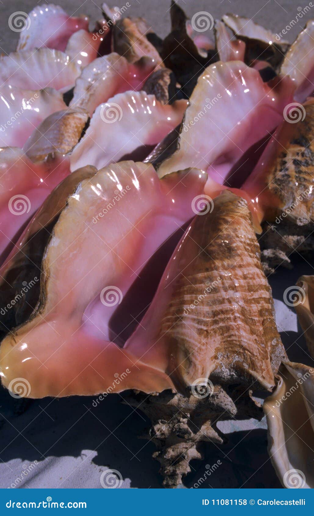 Queen Conch Shell Details - Dominican Republic Stock Photo - Image of ...