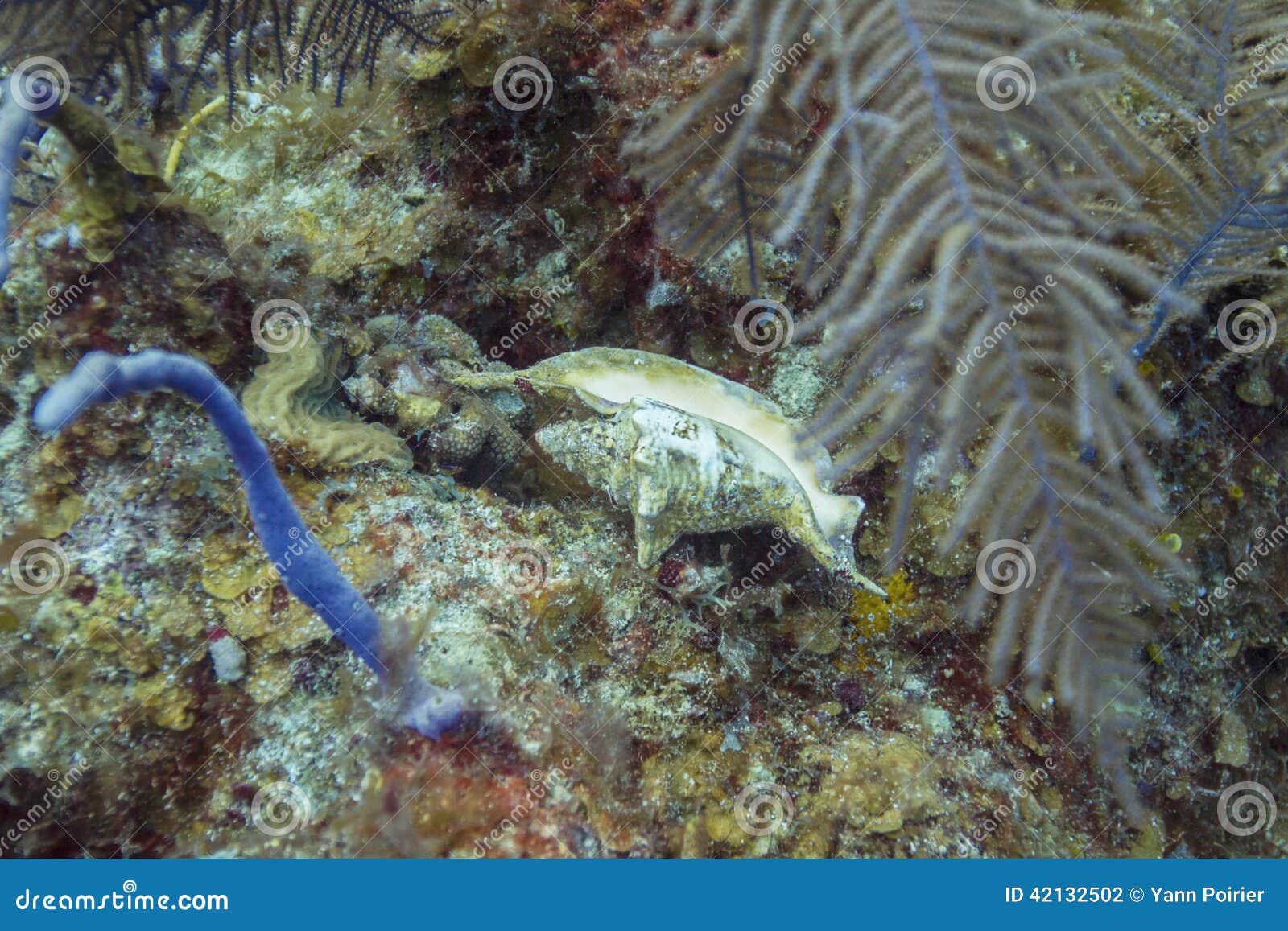 Queen conch shell stock photo. Image of lobatus, gigas - 42132502