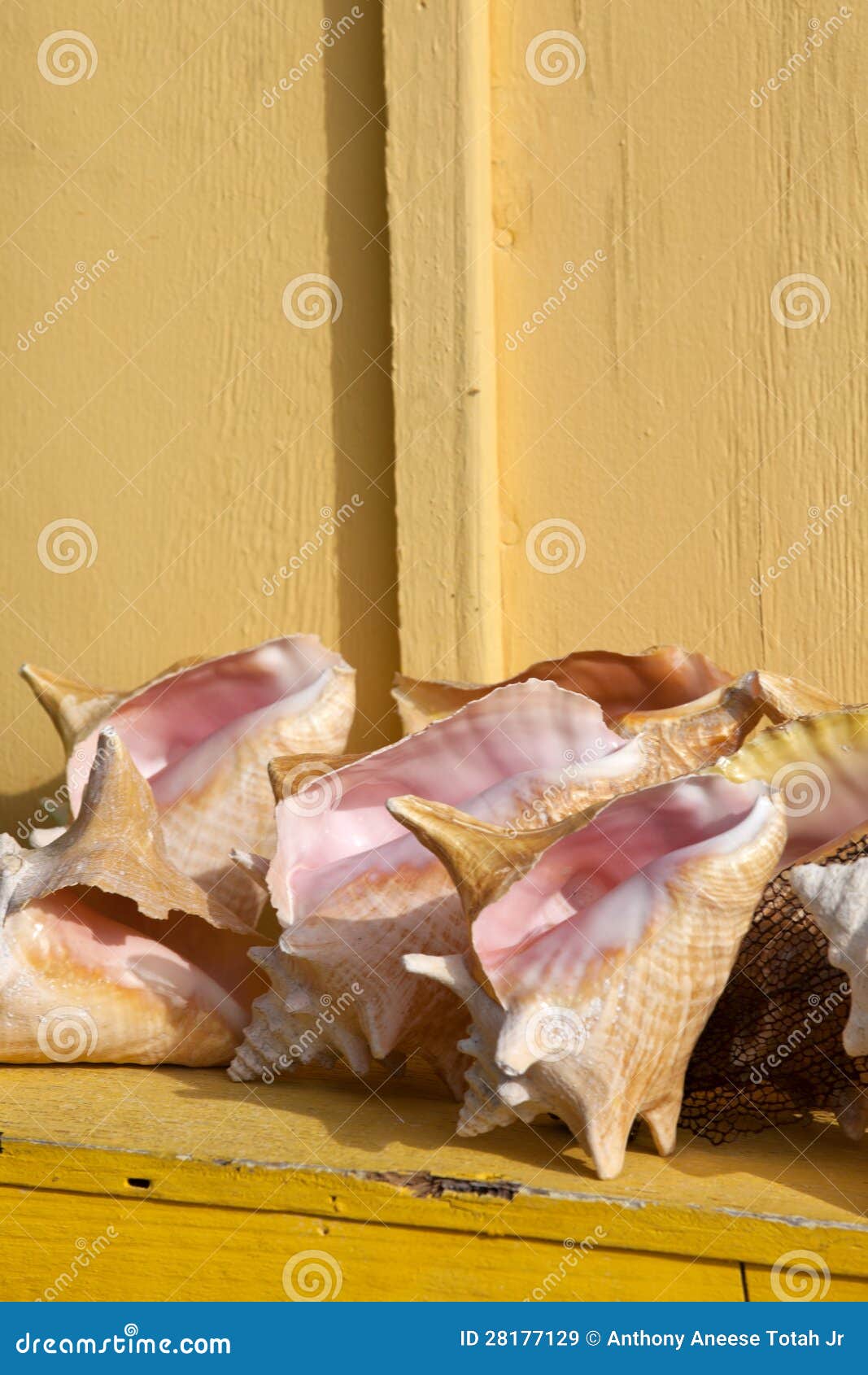 Queen Conch Shells stock image. Image of wooden, wall - 28177129