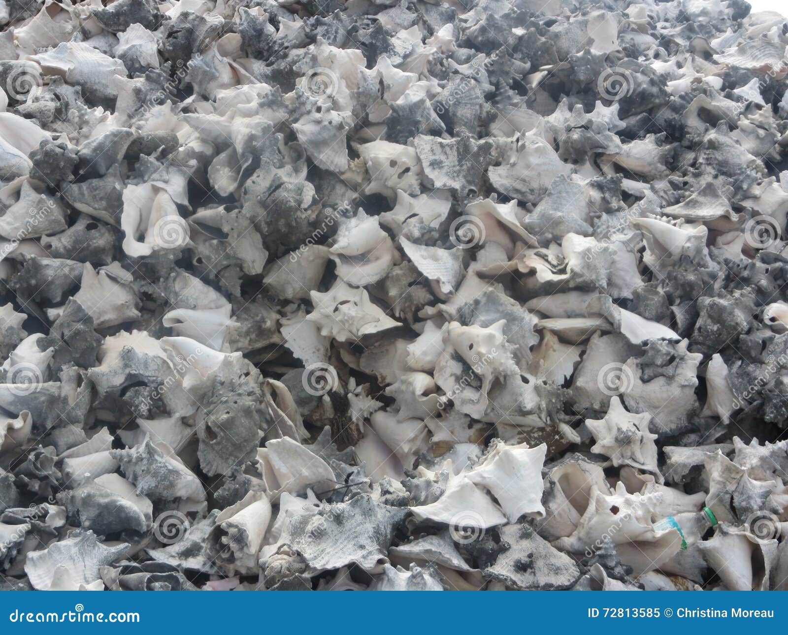 Queen conch shells stock image. Image of species, shells - 72813585