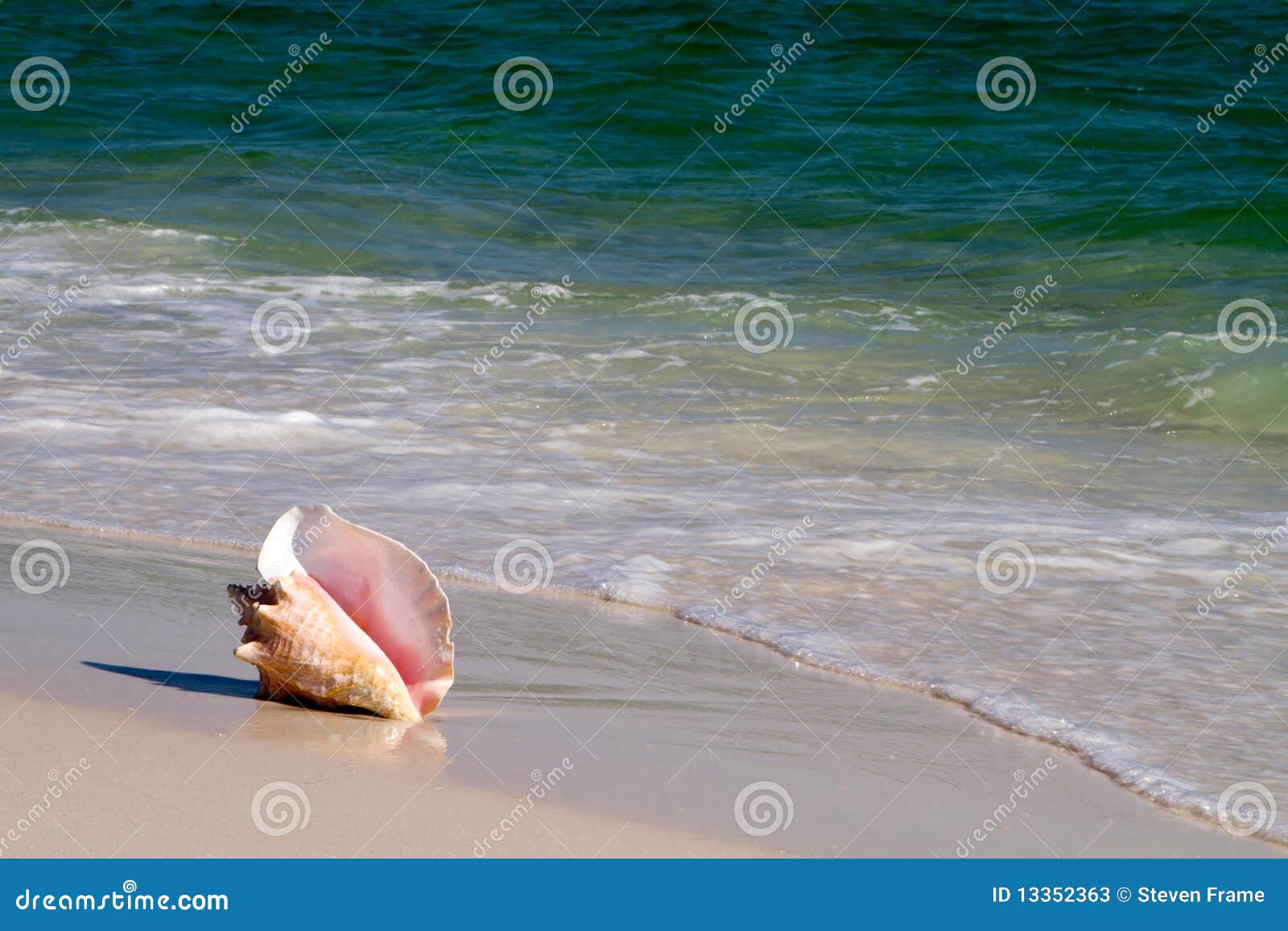 Queen Conch Shells Stock Image | CartoonDealer.com #28177129