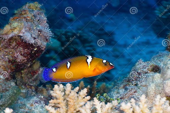 Queen coris stock image. Image of tropical, aquatic, diving - 27553183