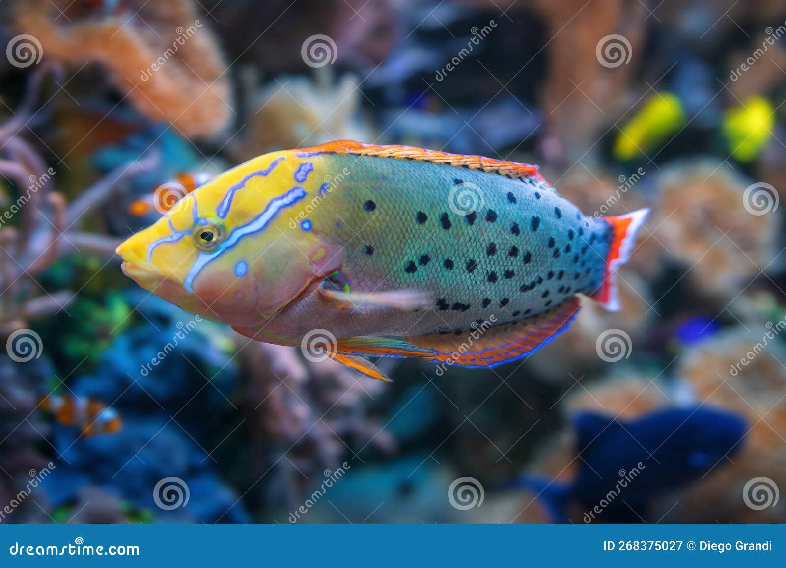 Queen Coris Fish Coris Formosa Stock Image - Image of fish, freshwater ...