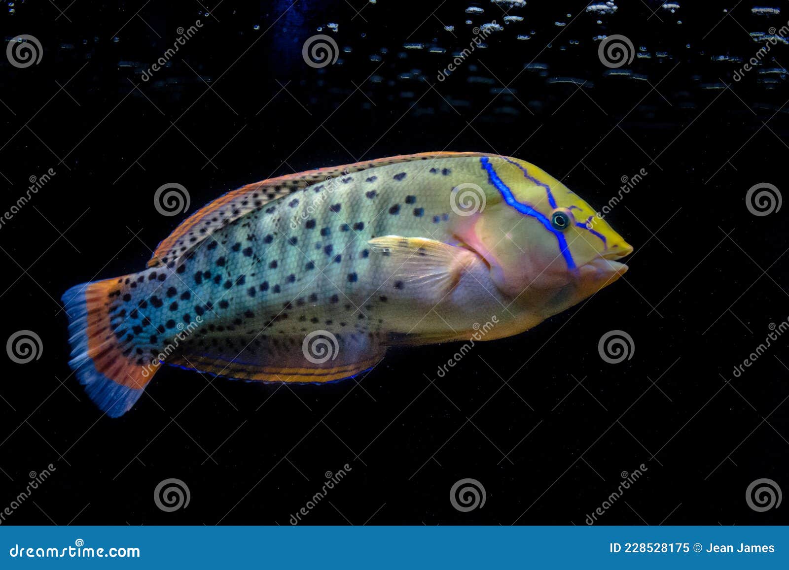 Queen coris stock image. Image of aquarium, reef, organism - 228528175