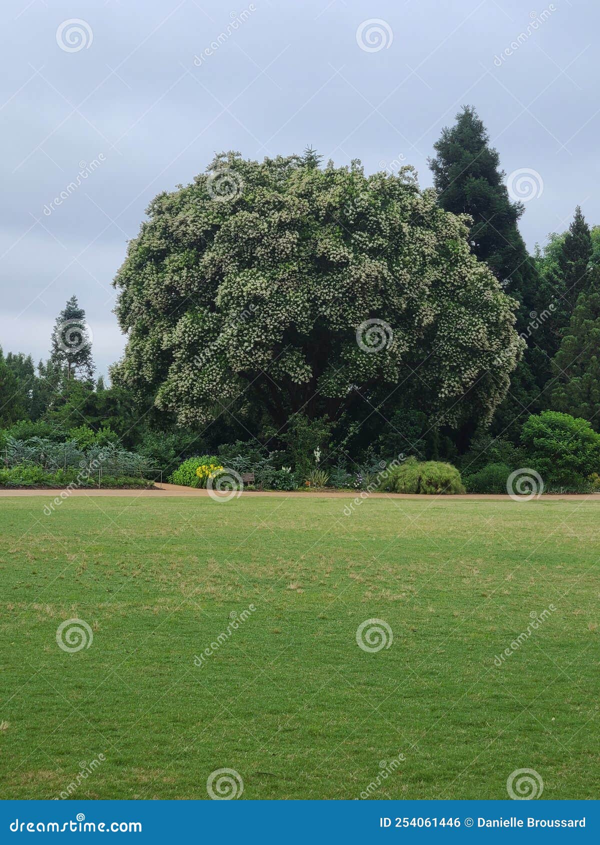 Queen crepe myrtle stock photo. Image of queen, tree - 254061446