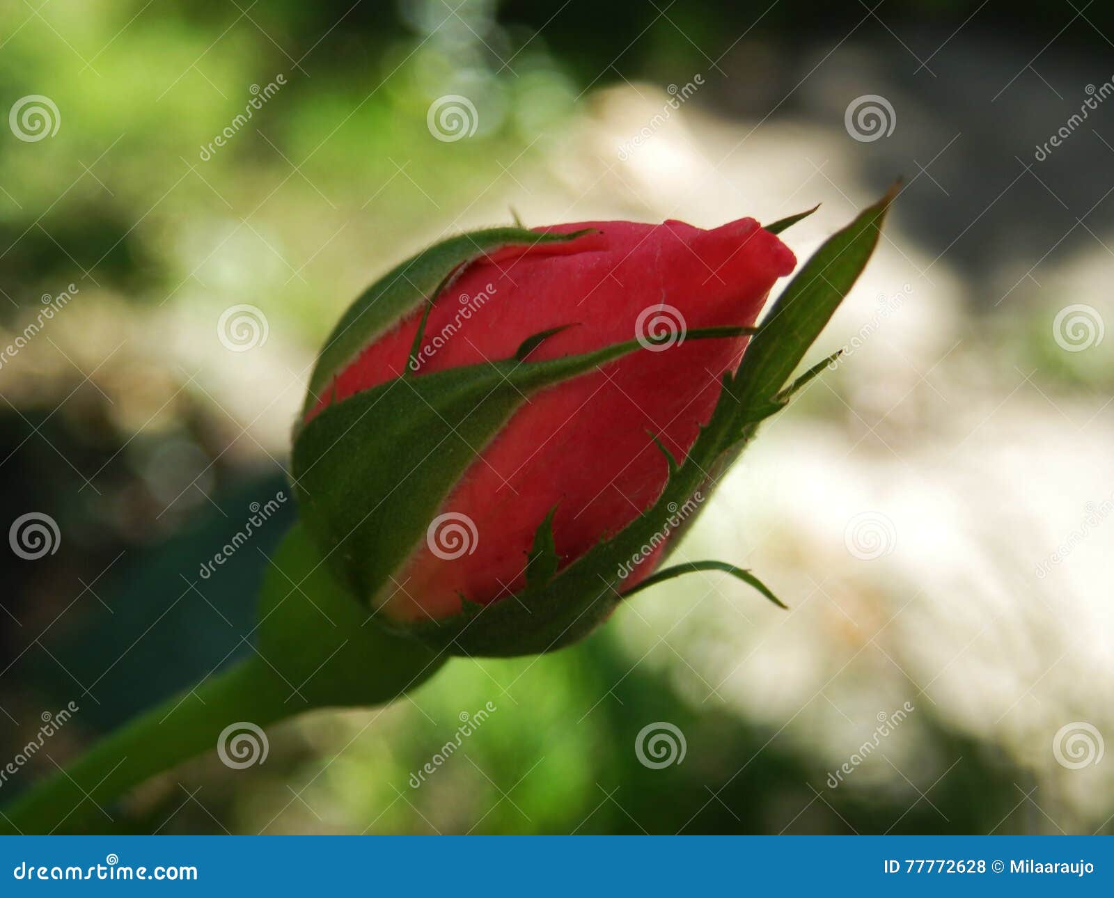 Queen Elizabeth Rose Bud in Shade Stock Photo - Image of flower ...