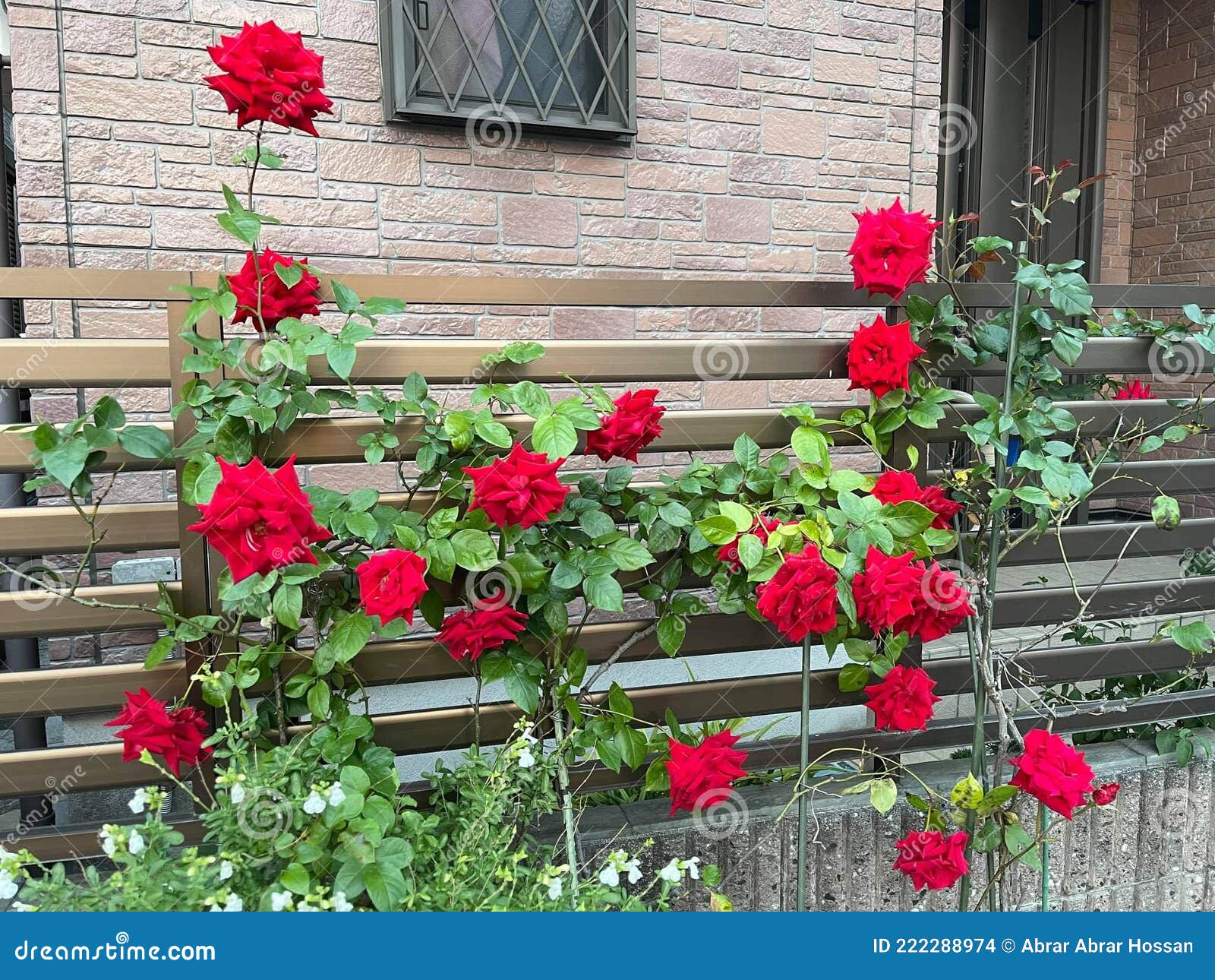 Queen of flowers red rose stock photo. Image of beautiful - 222288974