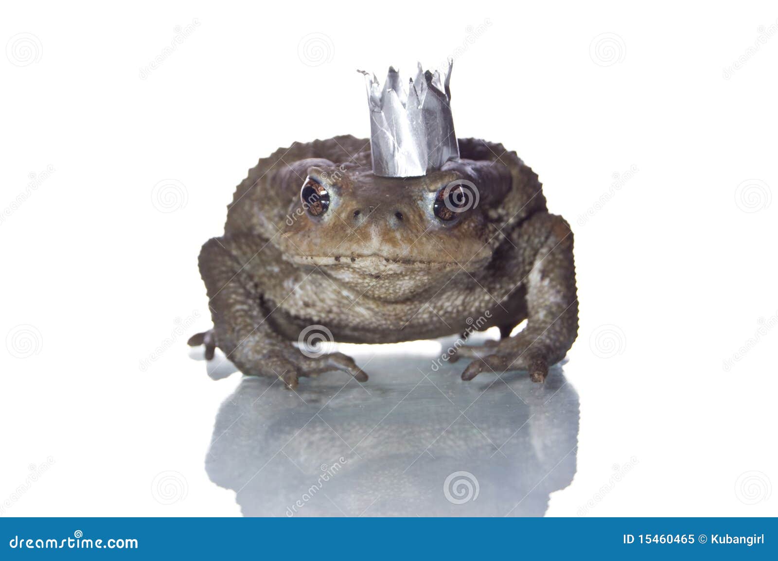 Queen-frog stock image. Image of princess, lily, prince - 15460465