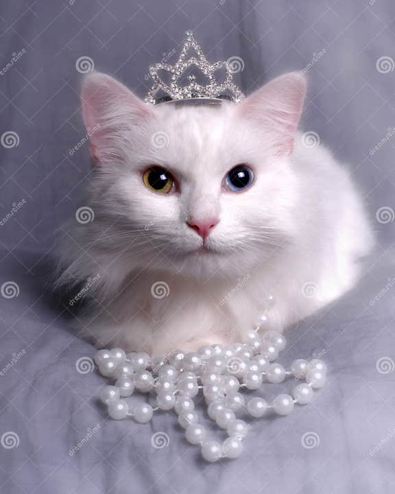 Queen Kitty stock image. Image of studio, kitten, parliment - 311389