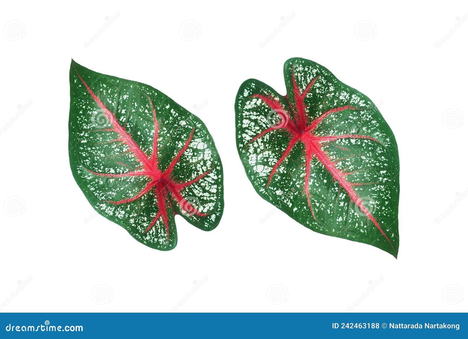 Queen of Leaves Strange Colors and Patterns Stock Photo - Image of ...