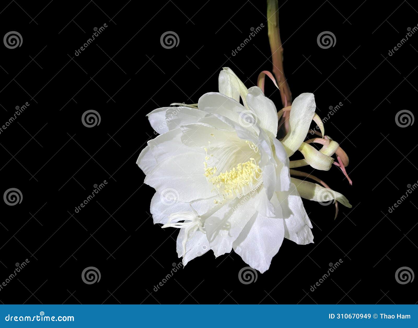 Queen of the Night Flower with Black Background Stock Image - Image of ...