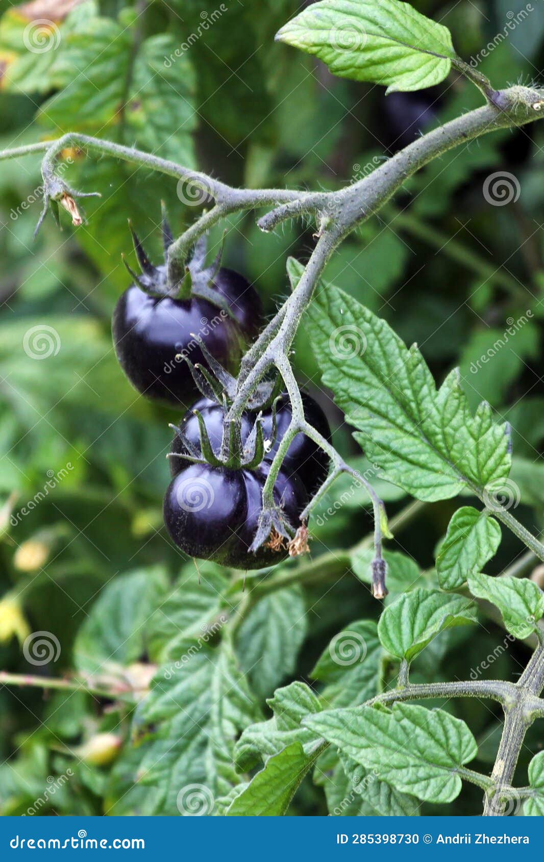 Queen of the Night, a Sort of Black Tomato in a Garden Stock Photo ...