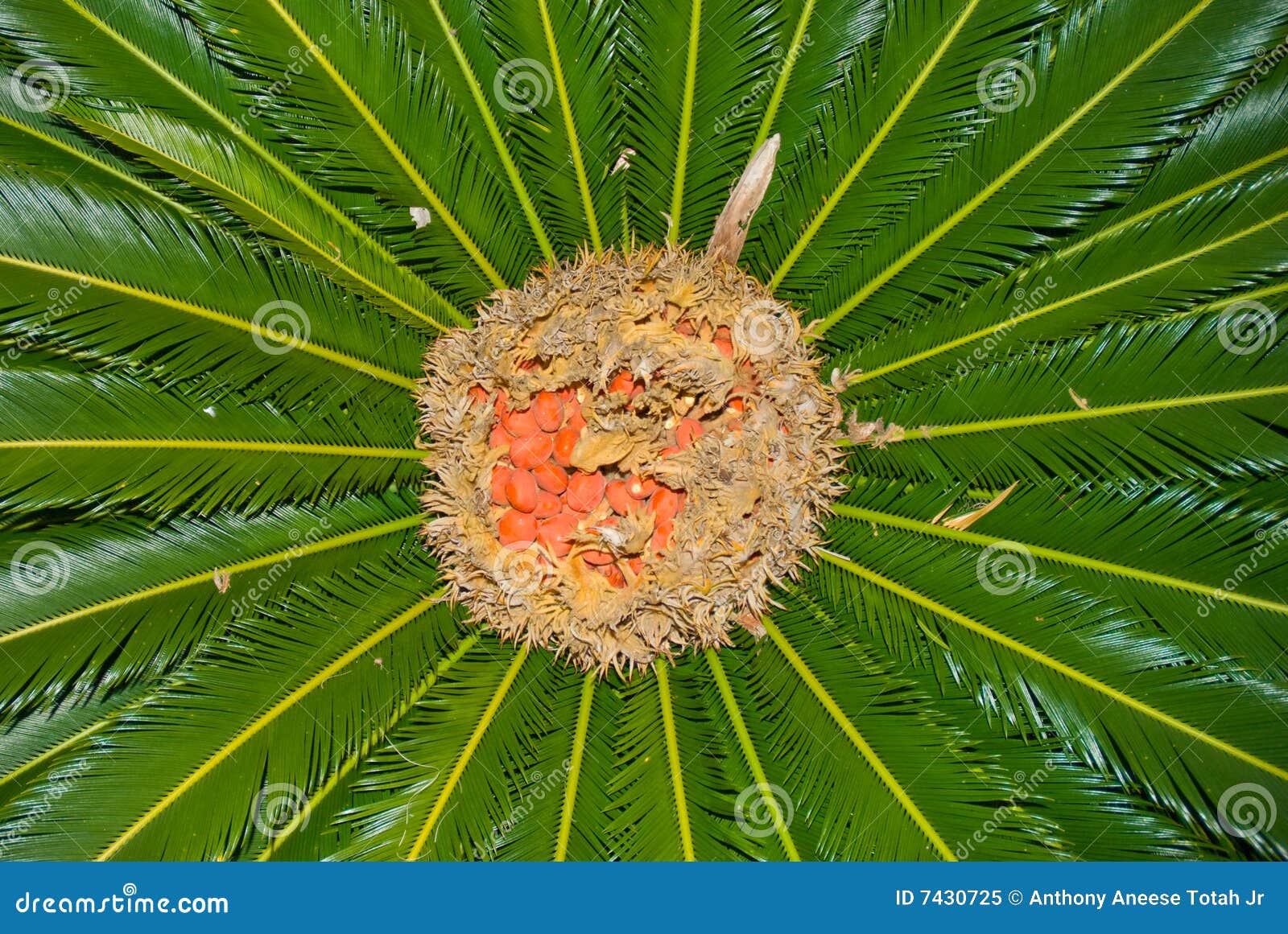 Queen Palm (Cycas Circinalis) Stock Image - Image of tropical, plants ...