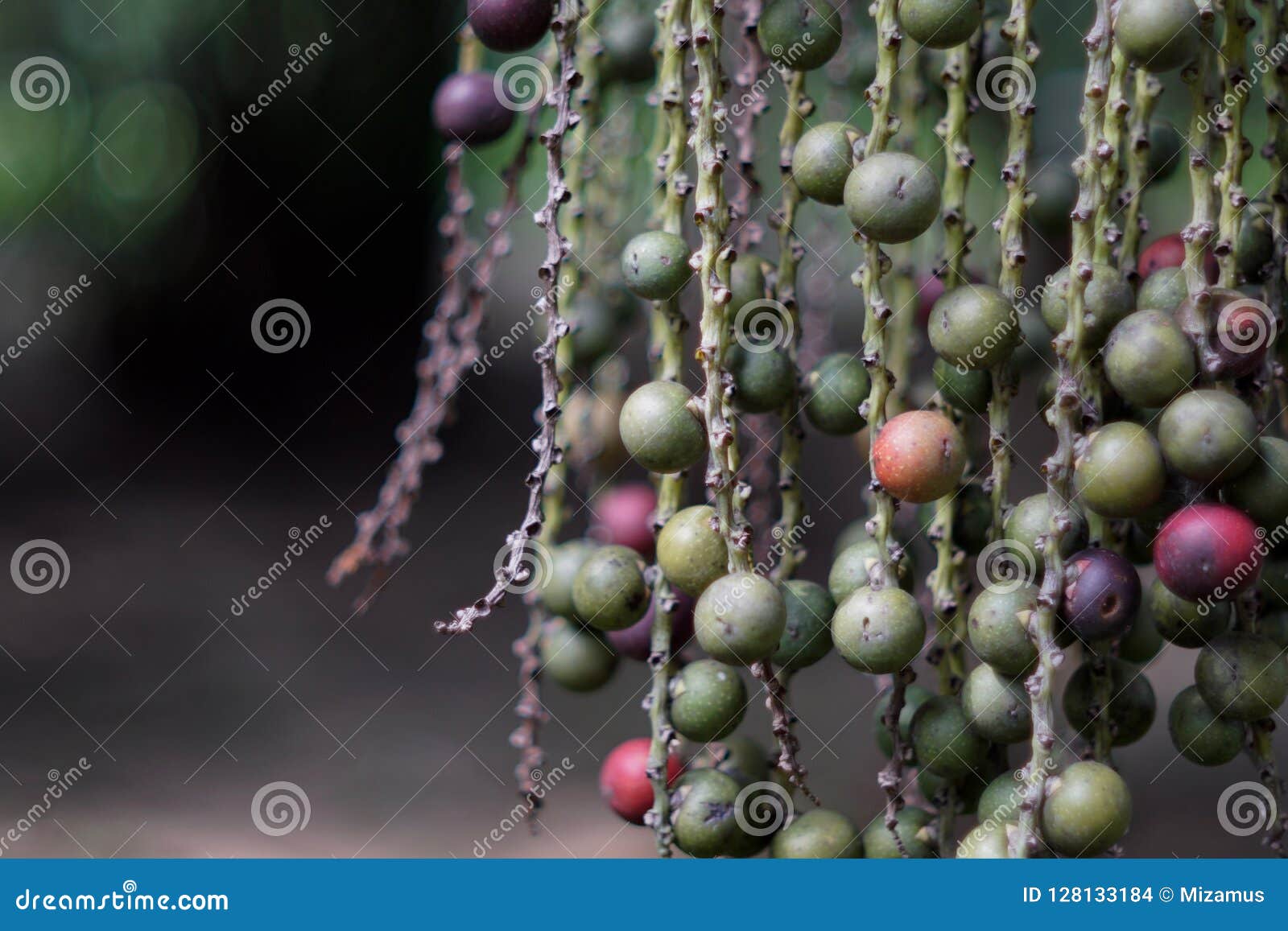Queen palm fruit stock photo. Image of closeup, exotic - 128133184