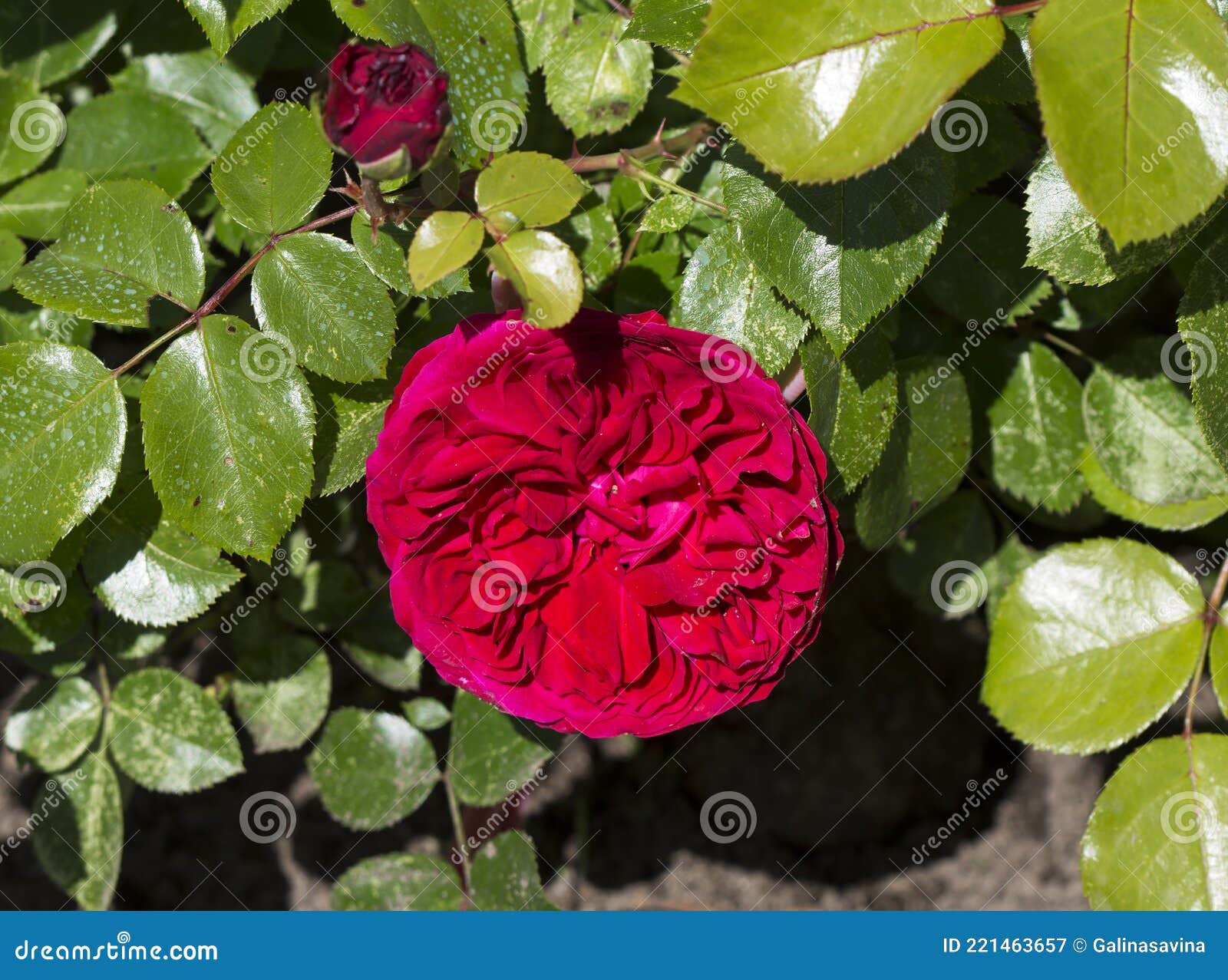 Red rose. stock image. Image of flower, nature, gardening - 221463657