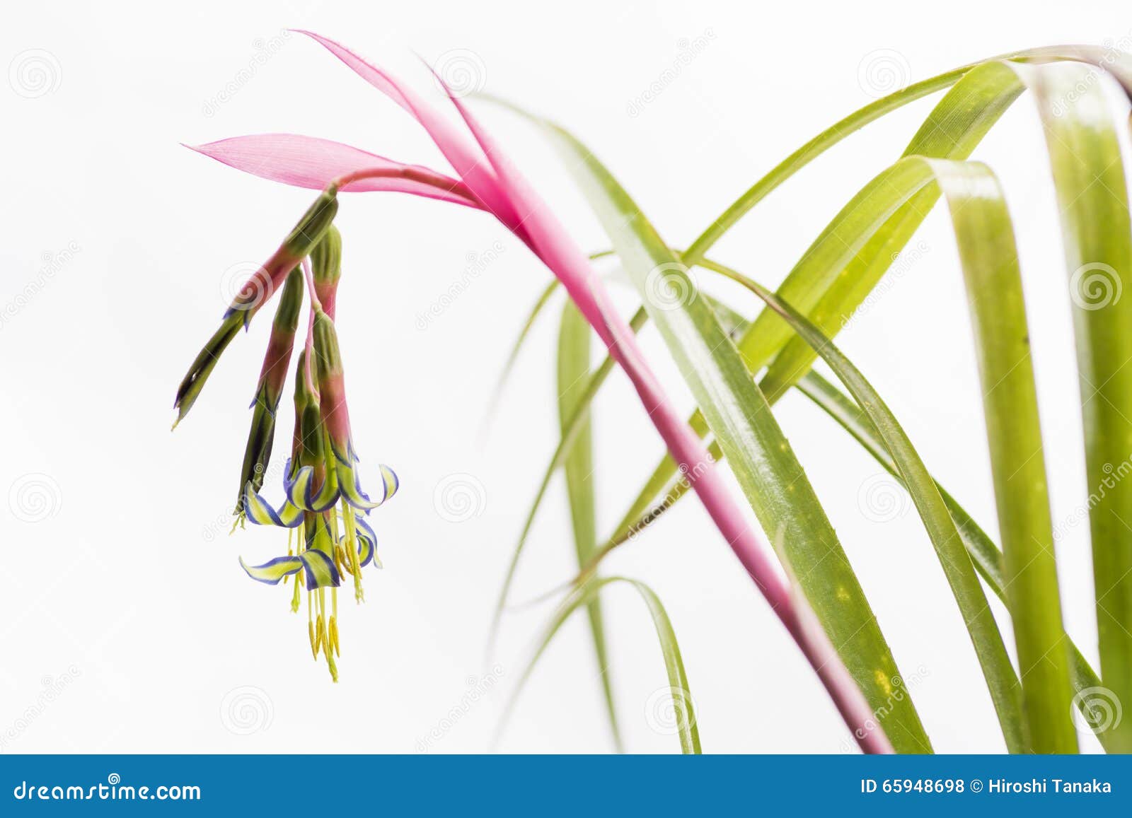 1,995 Tears Flower Photos - Free & Royalty-Free Stock Photos from ...