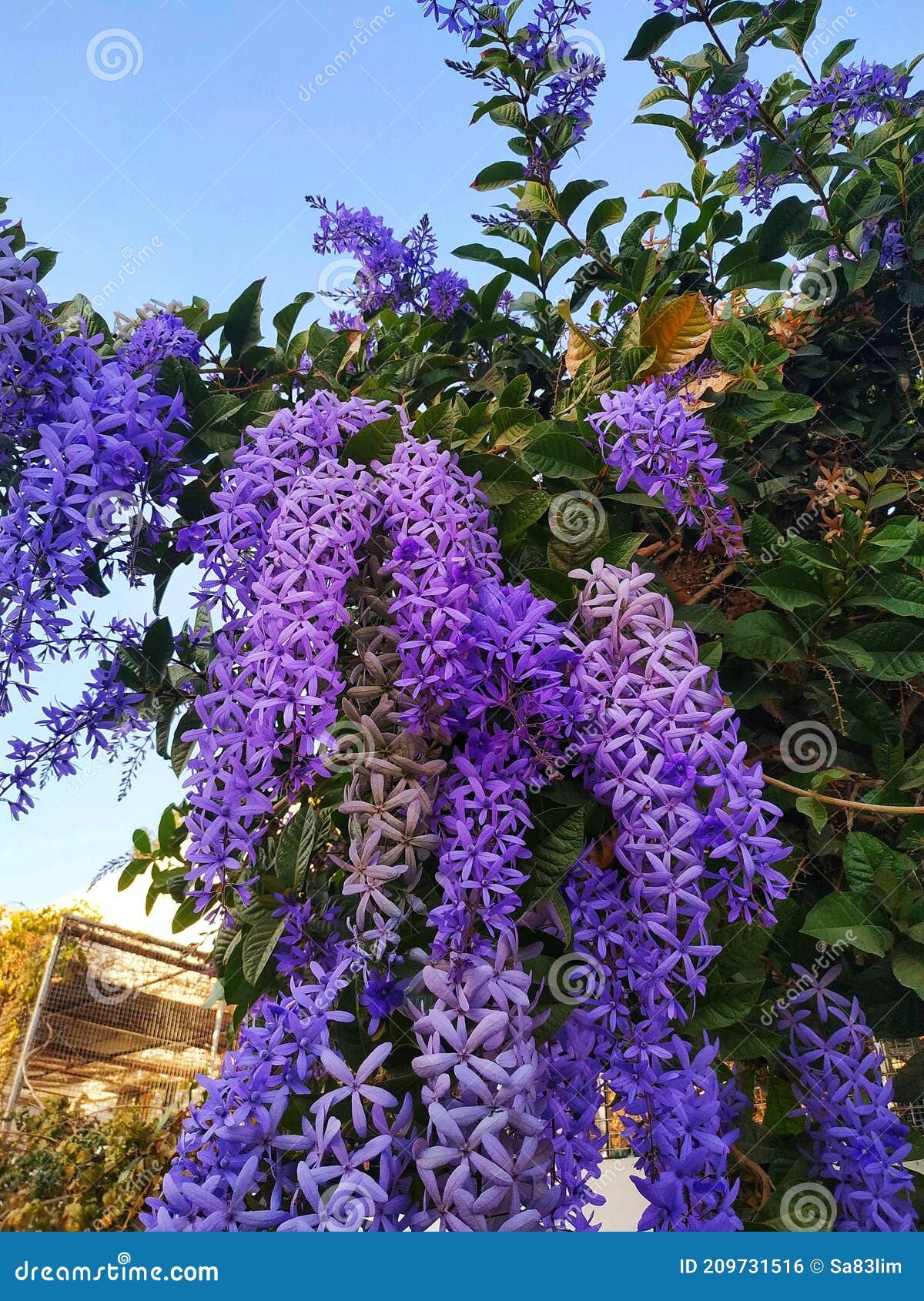 Queen S Wreath Plant Flowers Stock Photo - Image of tree, meadow: 209731516