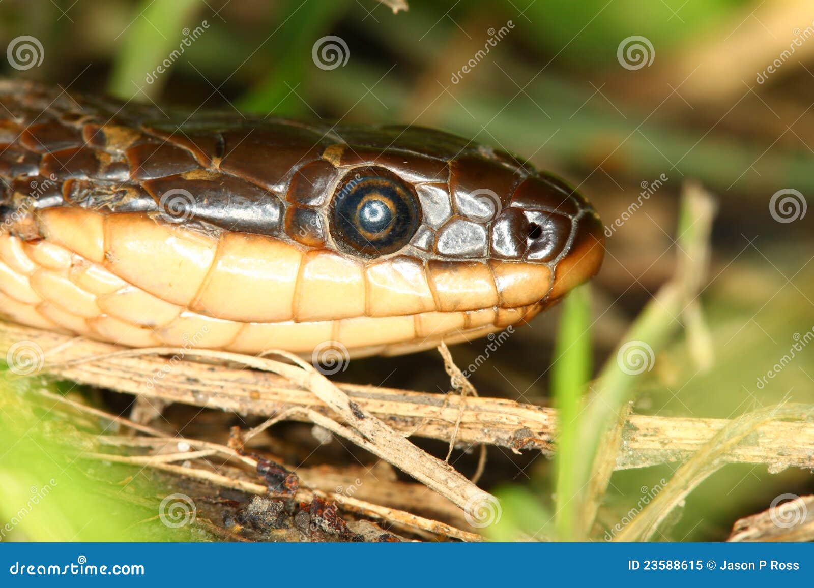 Queen Snake (Regina Septemvittata) Stock Image - Image of herp ...