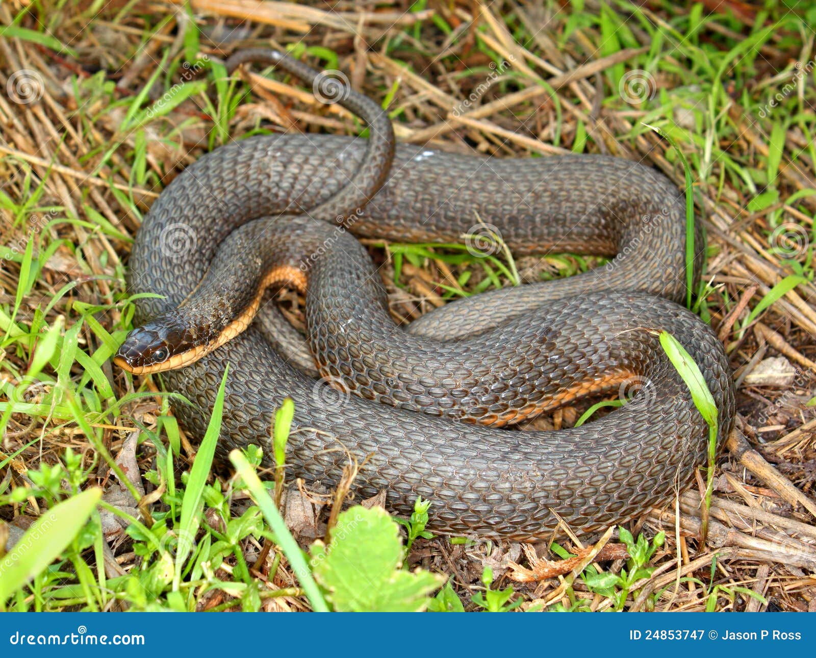 Queen Snake (Regina Septemvittata) Stock Image - Image of amphibian ...