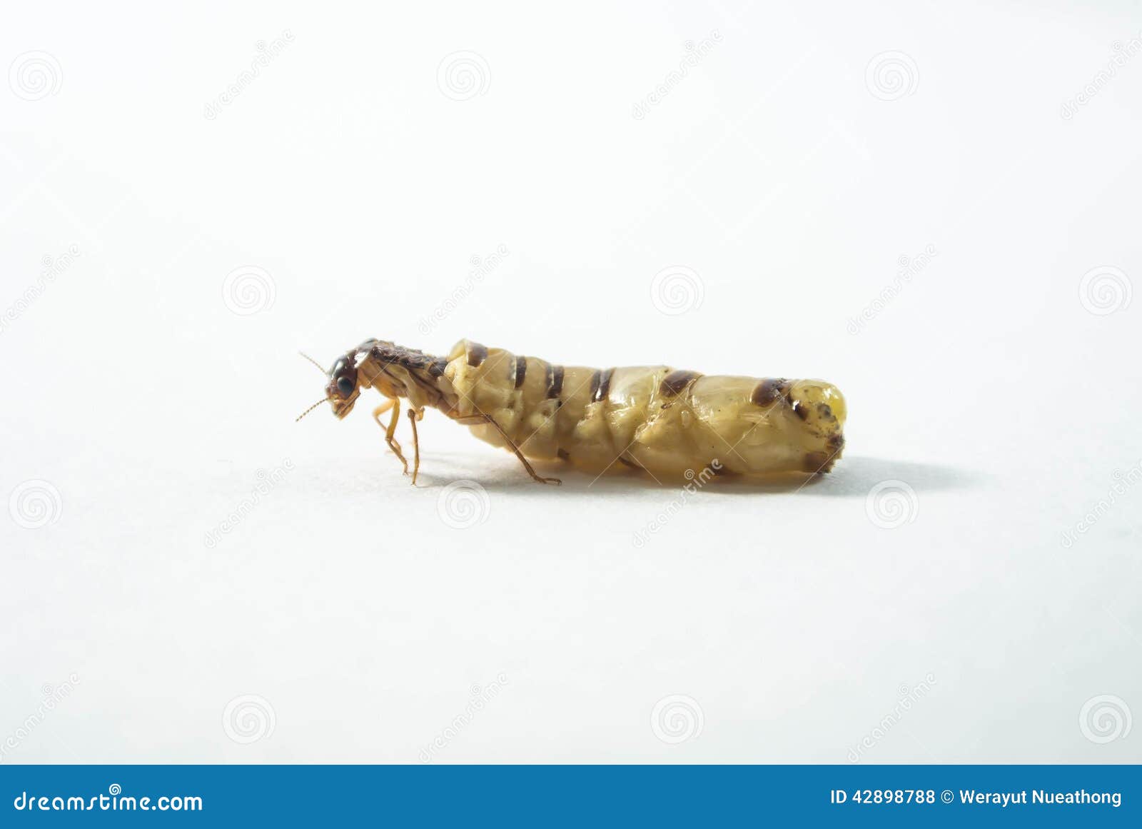 Queen of termite stock photo. Image of timber, macro - 42898788