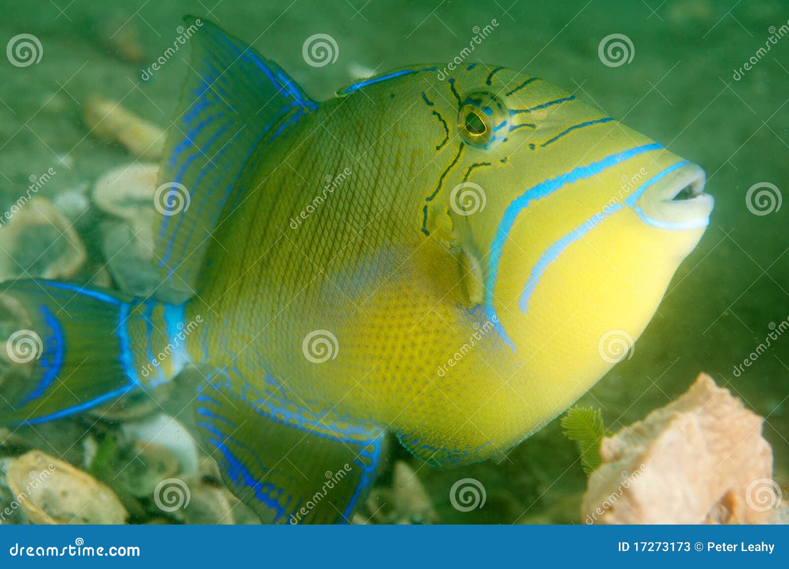 Queen Triggerfish stock image. Image of grouper, florida - 17273173