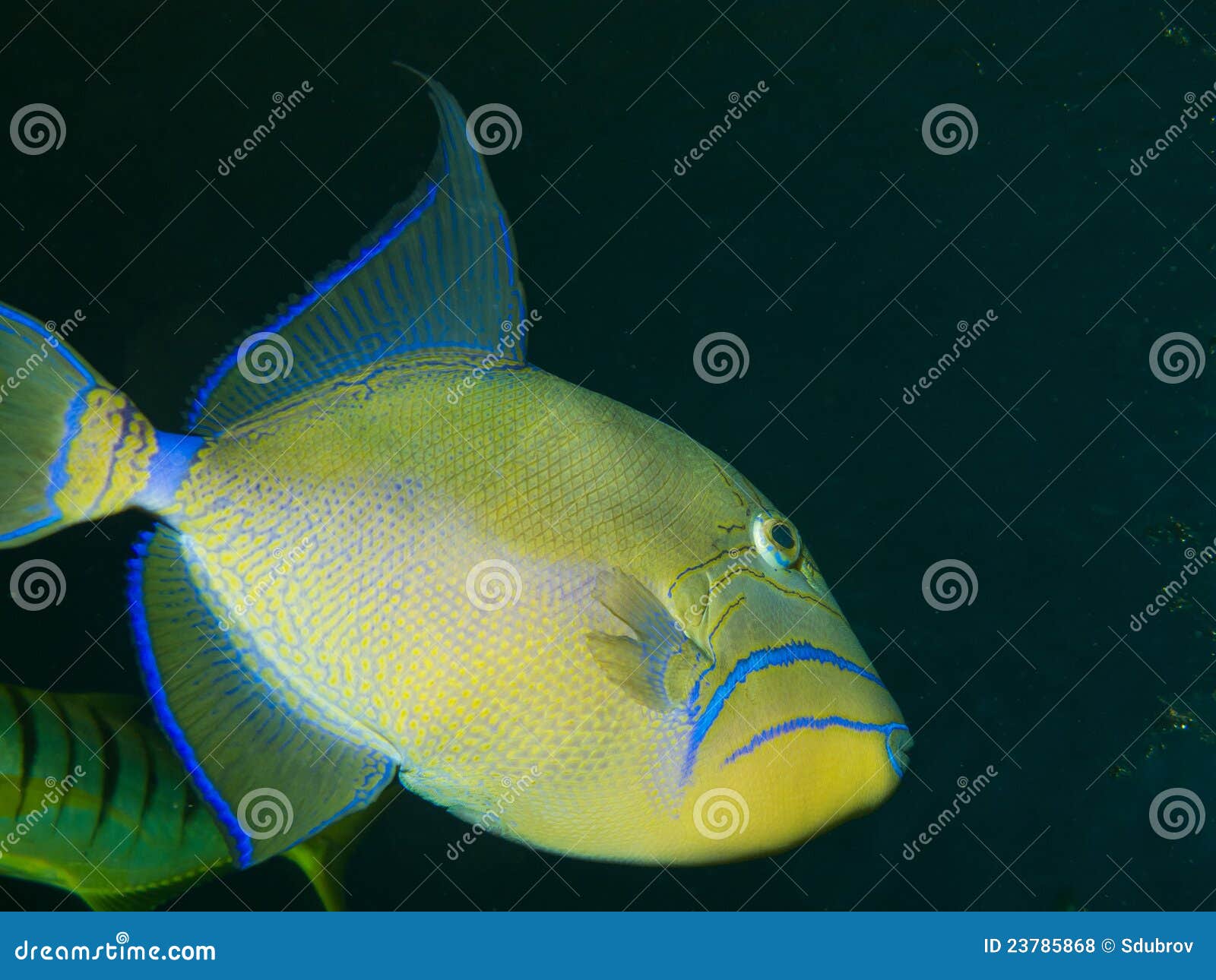 Queen triggerfish stock photo. Image of fauna, marine - 23785868