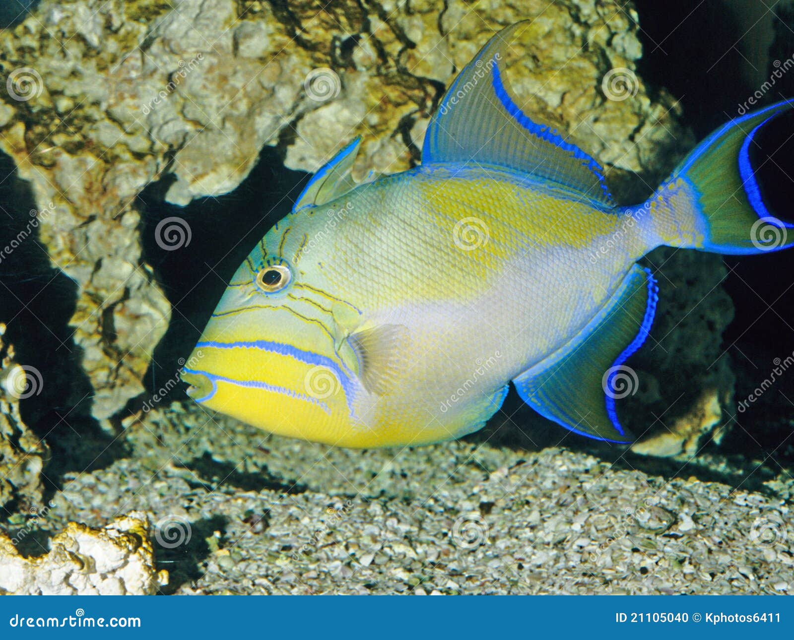 Queen triggerfish aquarium stock photo. Image of tropicalfish - 21105040
