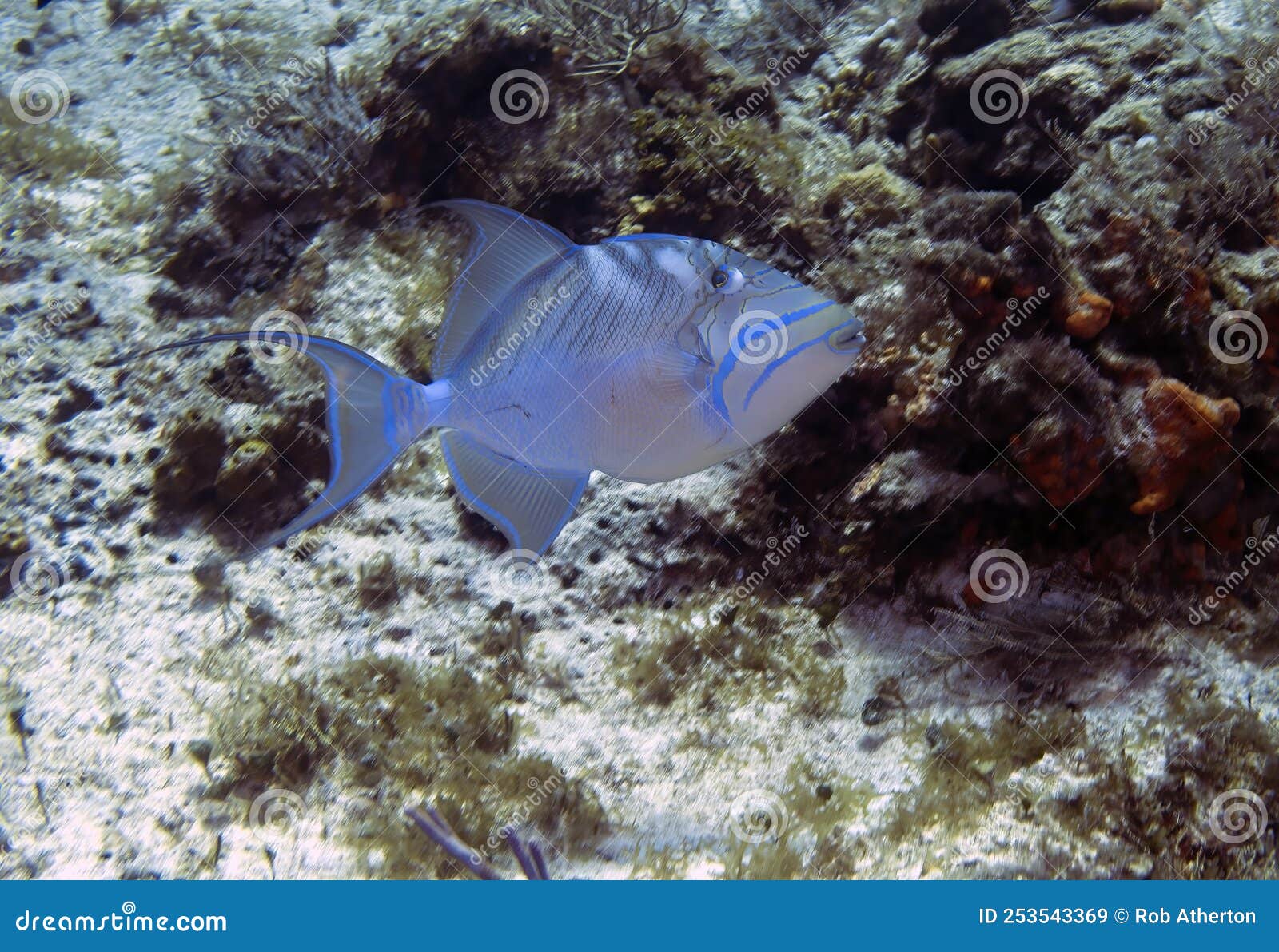 A Queen Triggerfish (Balistes Vetula) in Cozumel Stock Image - Image of ...