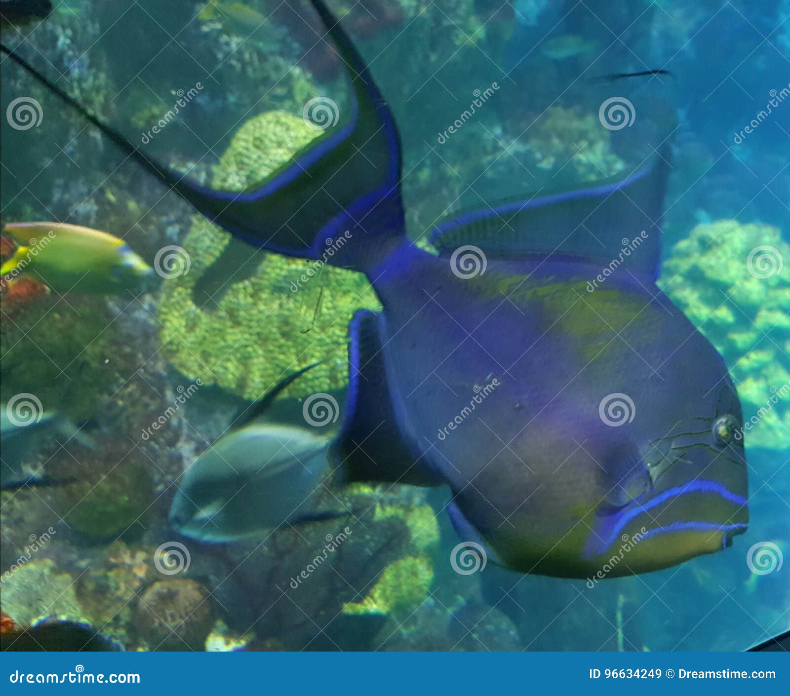Queen Triggerfish stock image. Image of aquatic, marine - 96634249
