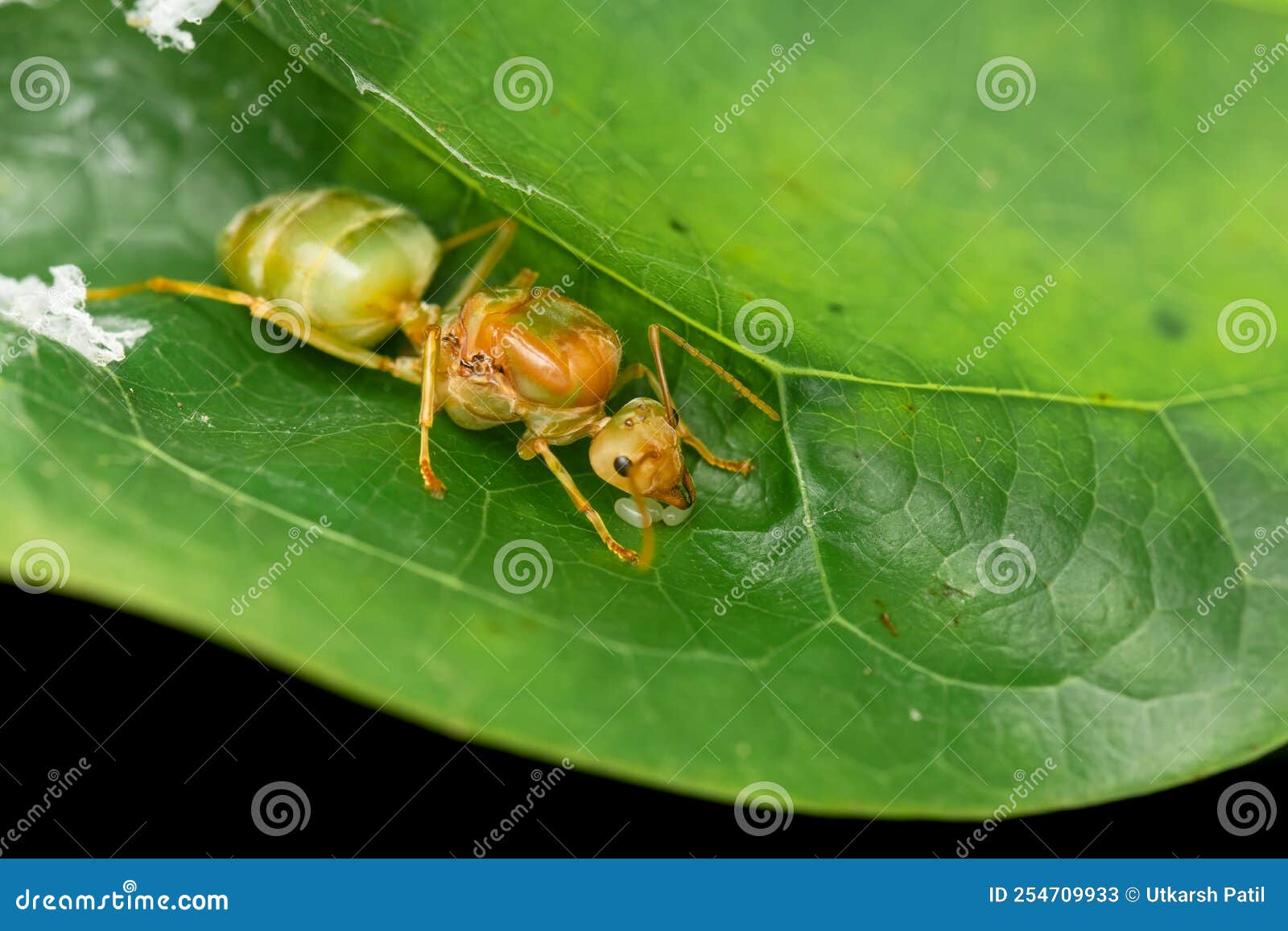 Queen of Weaver Ant with Her Eggs on the Leaf. Selective Focus Used ...