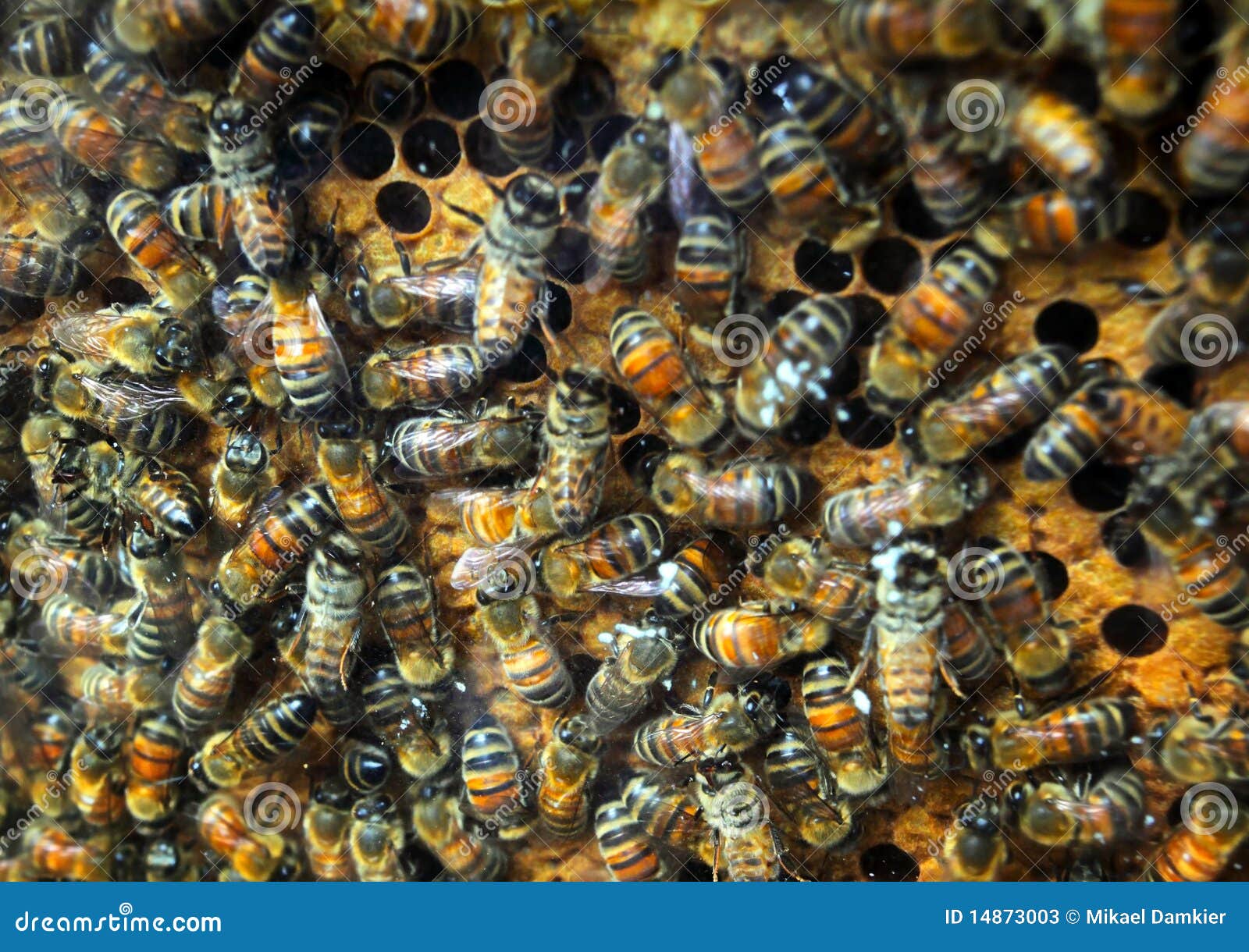 Queenbee on honeycomb stock image. Image of queenbee - 14873003