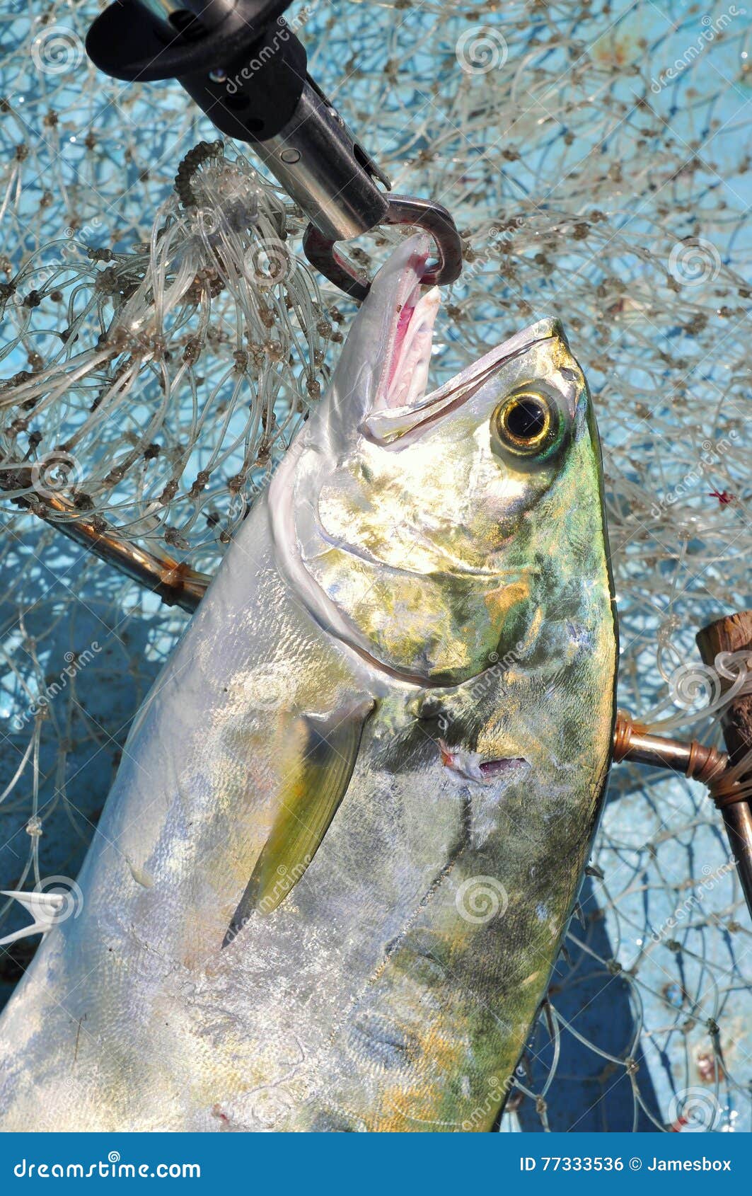 Queenfish in the Hook Anf Fishing Net Stock Photo - Image of croaker ...