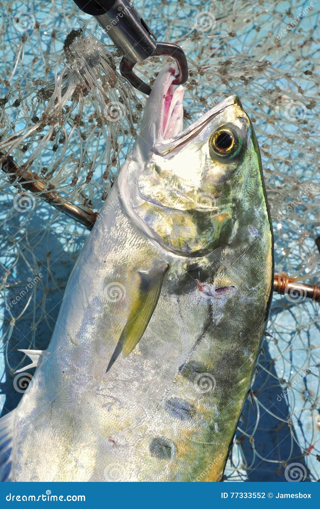 Queenfish in the Hook Anf Fishing Net Stock Photo - Image of lifestyle ...