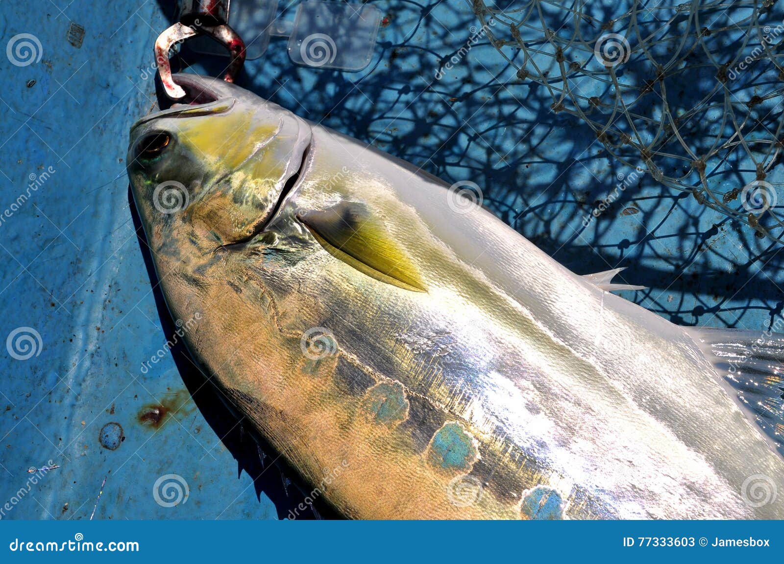 Queenfish in the Hook and Fishing Net Stock Image - Image of croaker ...
