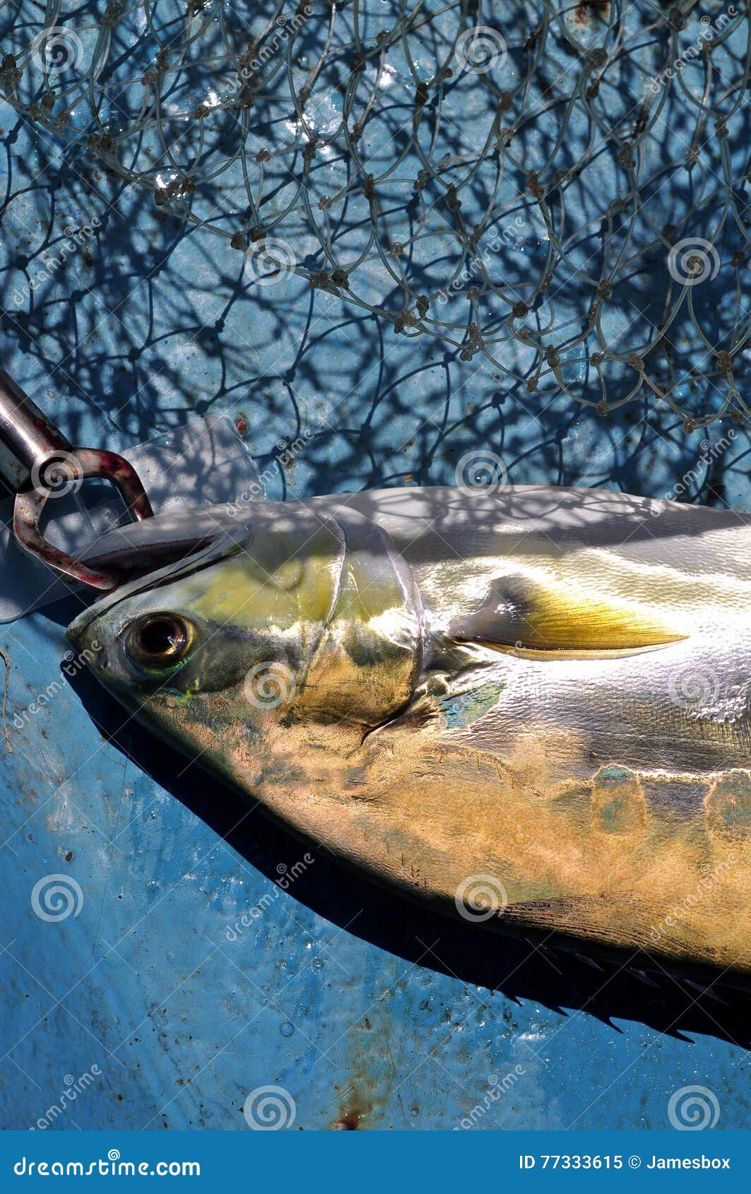 Queenfish in the Hook and Fishing Net Stock Image - Image of natural ...