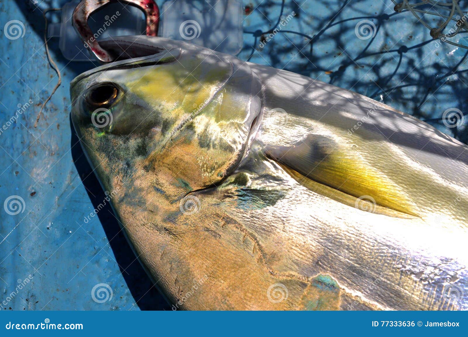 Politus Seriphus Stock Photos - Free & Royalty-Free Stock Photos from ...