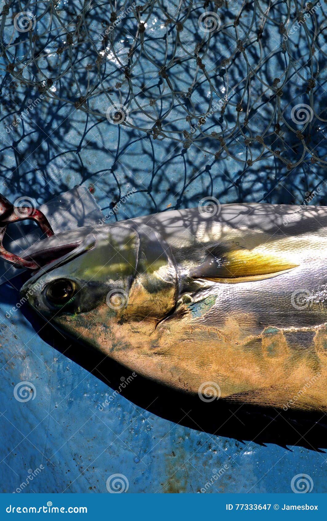 Queenfish in the Hook and Fishing Net Stock Image - Image of albacore ...