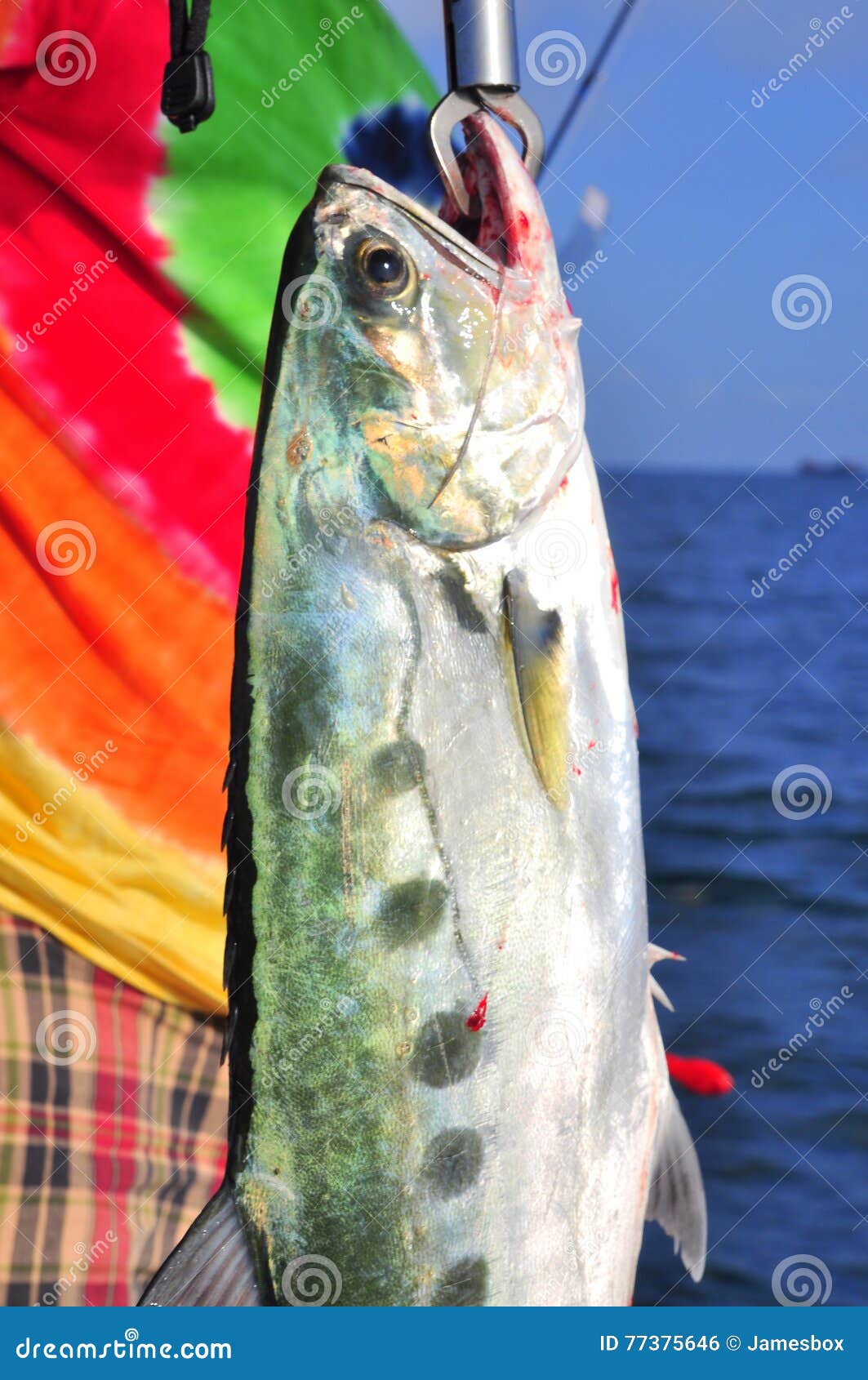 Queenfish is Hooked in the Sea Stock Photo - Image of reef, color: 77375646
