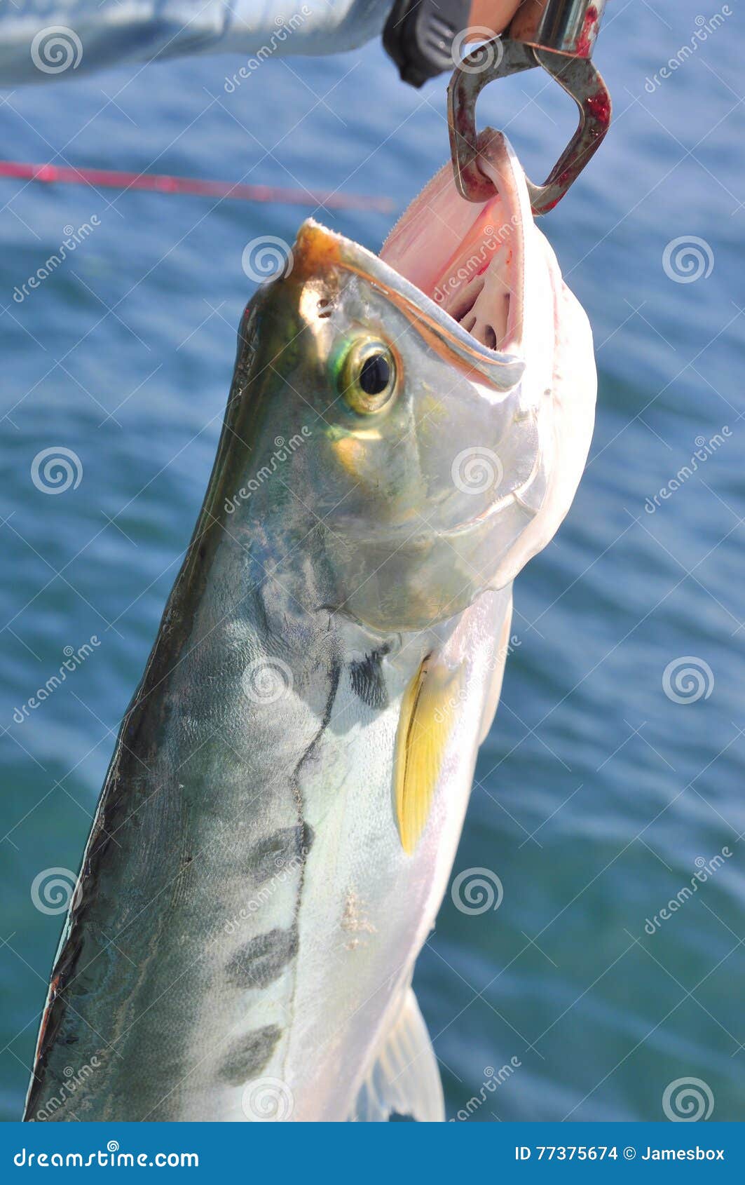Queenfish is Hooked in the Sea Stock Photo - Image of queenfish, color ...