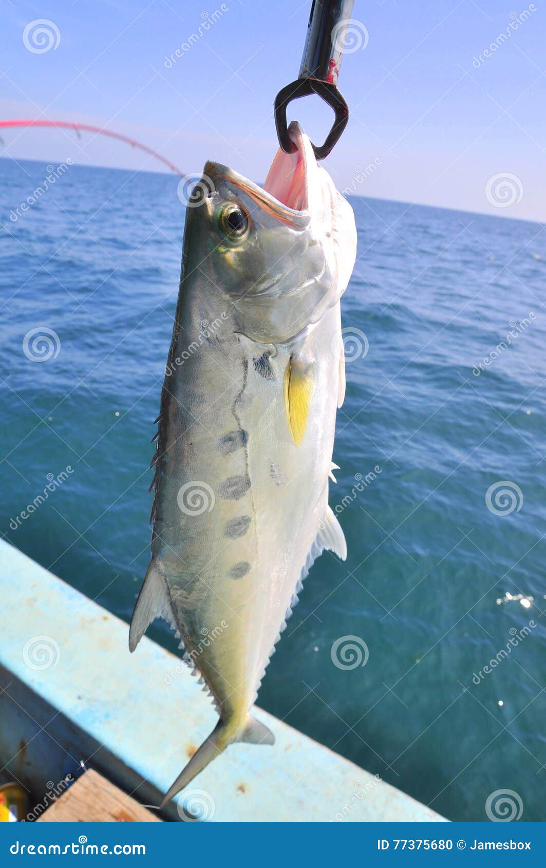 Queenfish is Hooked in the Sea Stock Photo - Image of nature, boat ...