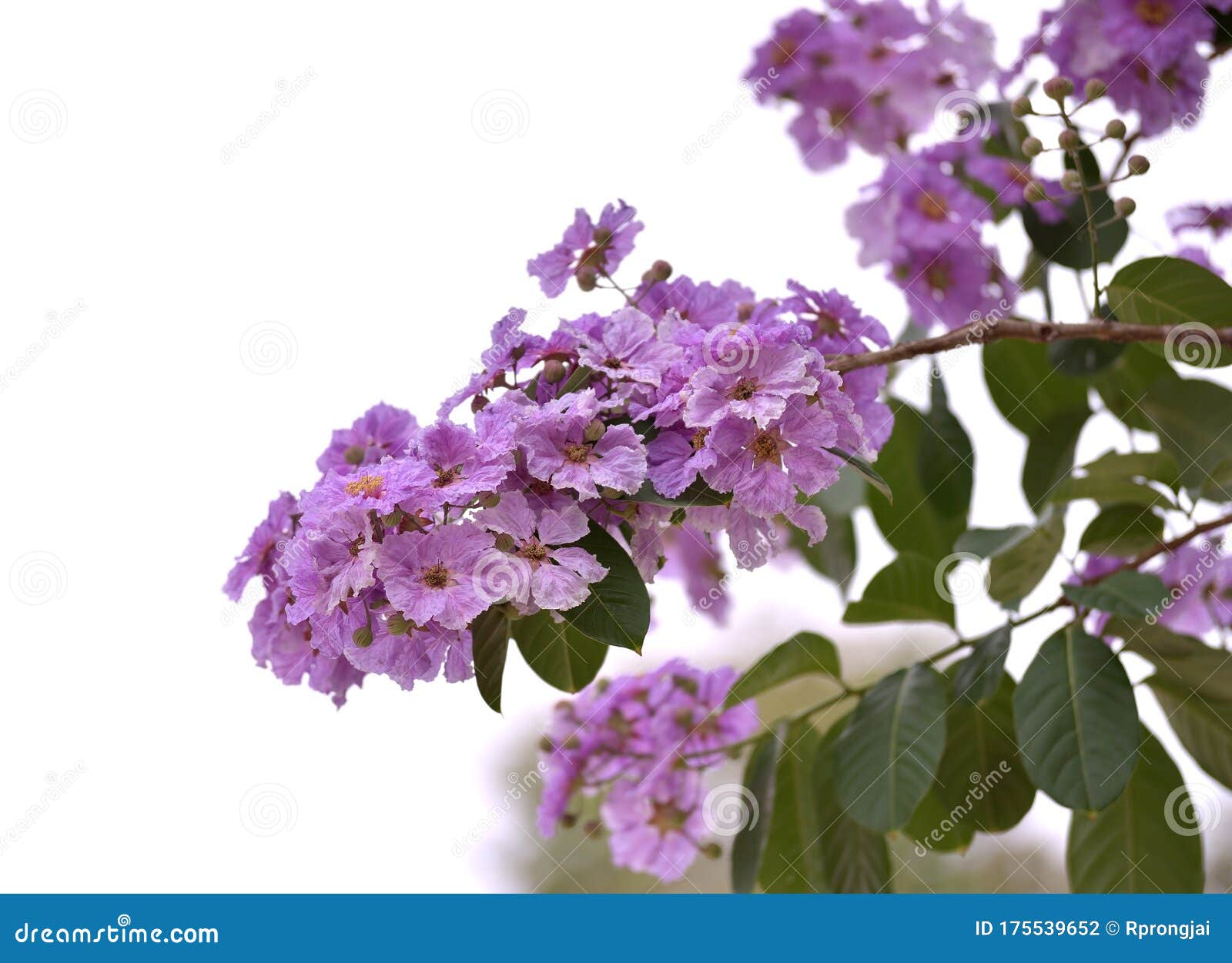 Queens Crape Myrtle Flowers or Queen`s Flower, Lagerstroemia Stock ...