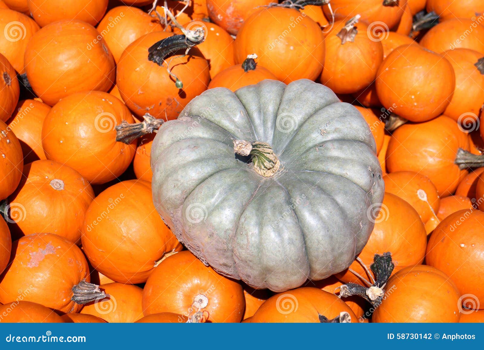 Queensland blue squash stock photo. Image of fresh, farm - 58730142