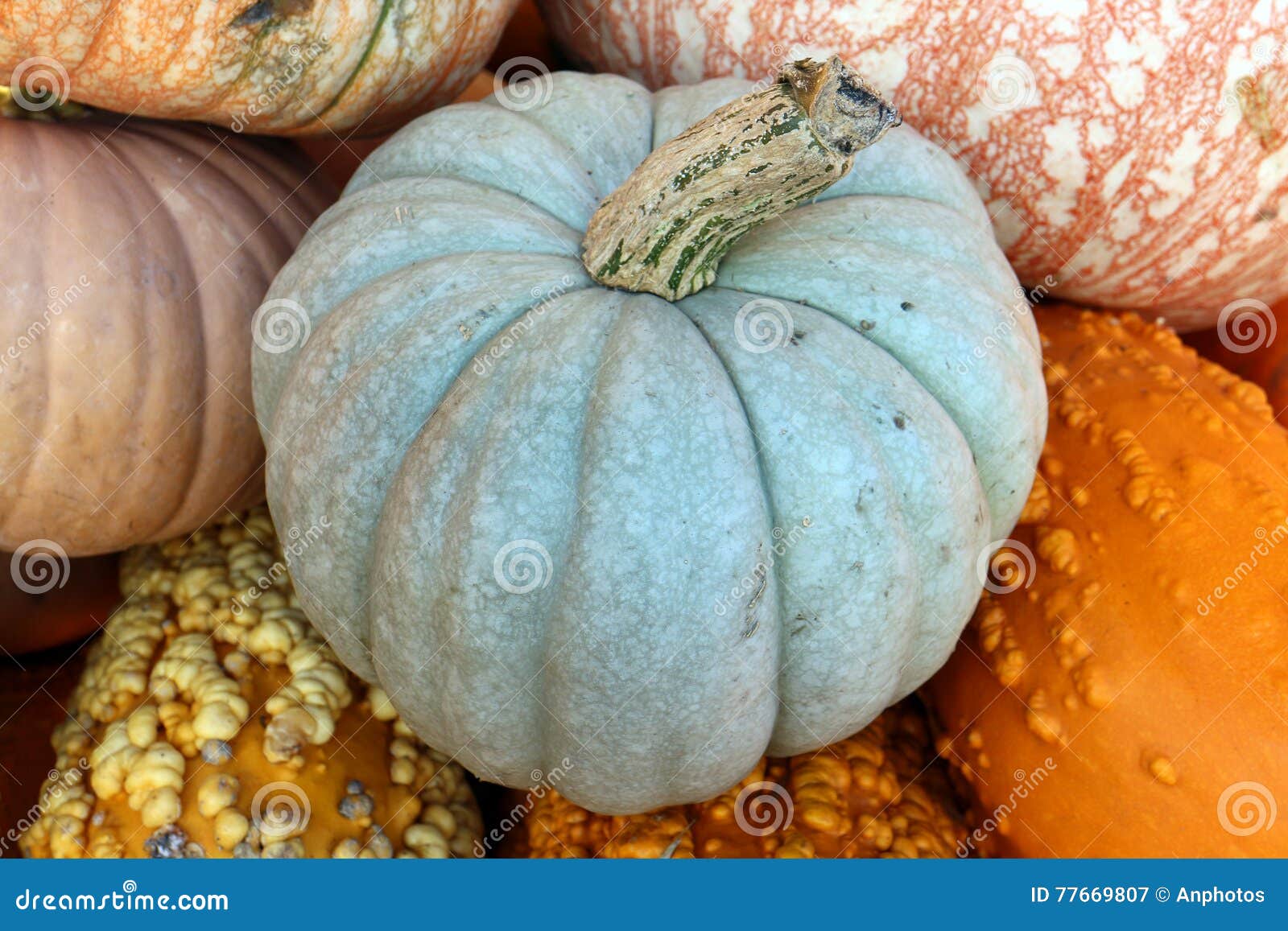Queensland blue squash stock image. Image of acorn, background - 77669807