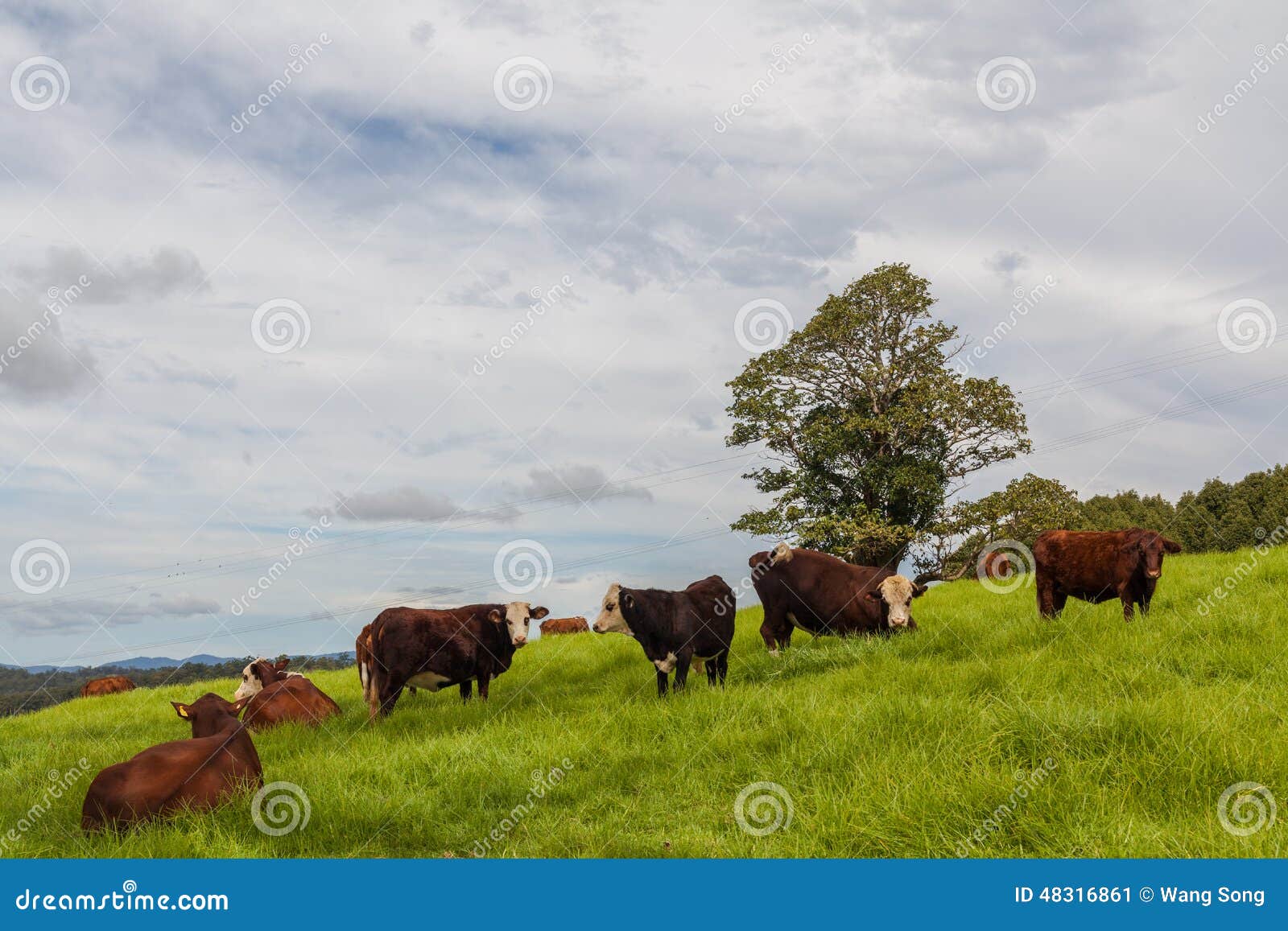 Queensland cattle ranch stock image. Image of rural, queensland - 48316861
