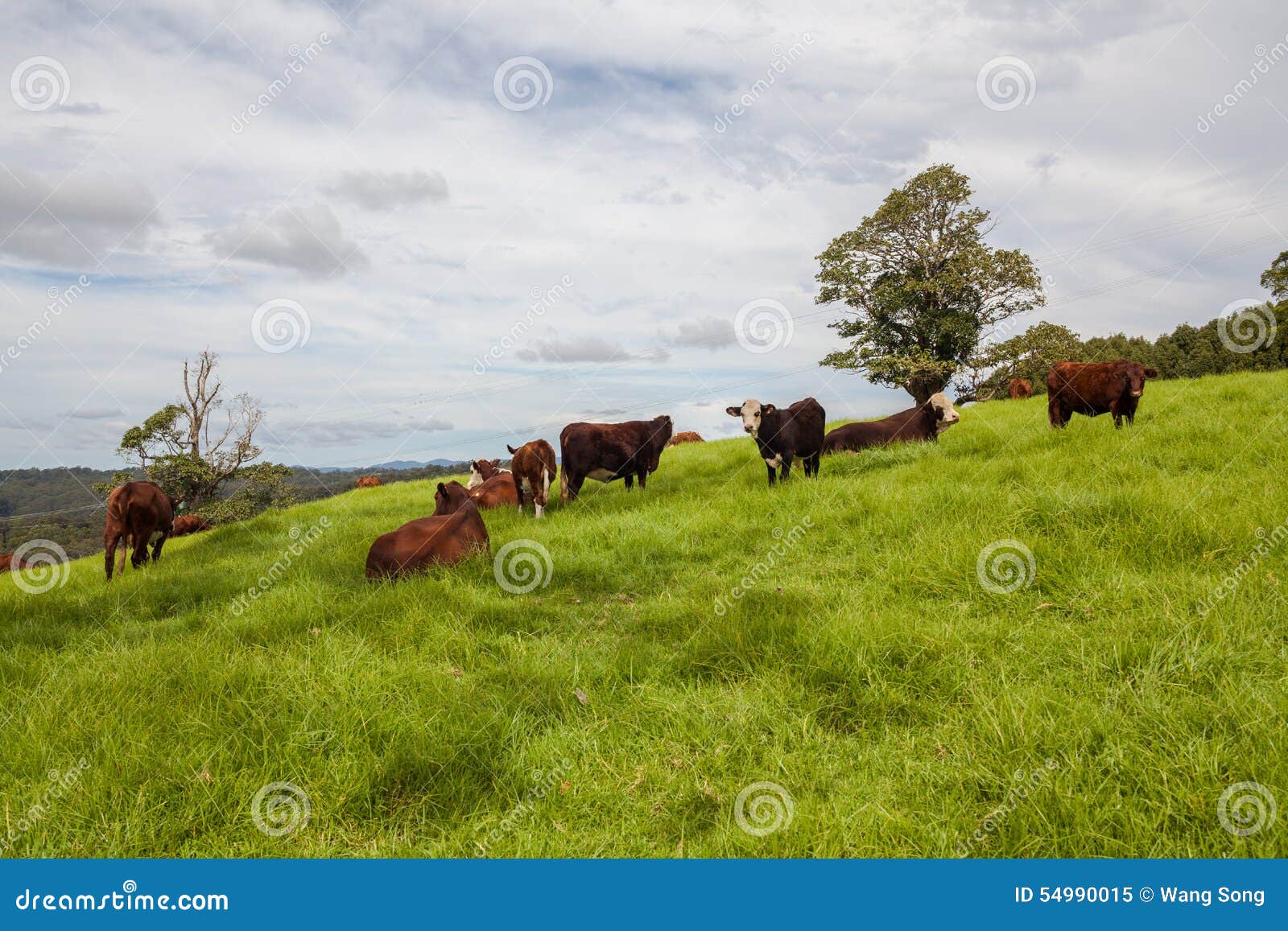 Queensland cattle ranch stock image. Image of herd, toowoomba - 54990015