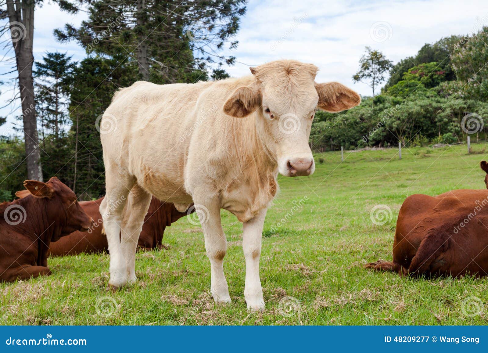 Queensland cattle ranch stock image. Image of field, brisbane - 48209277