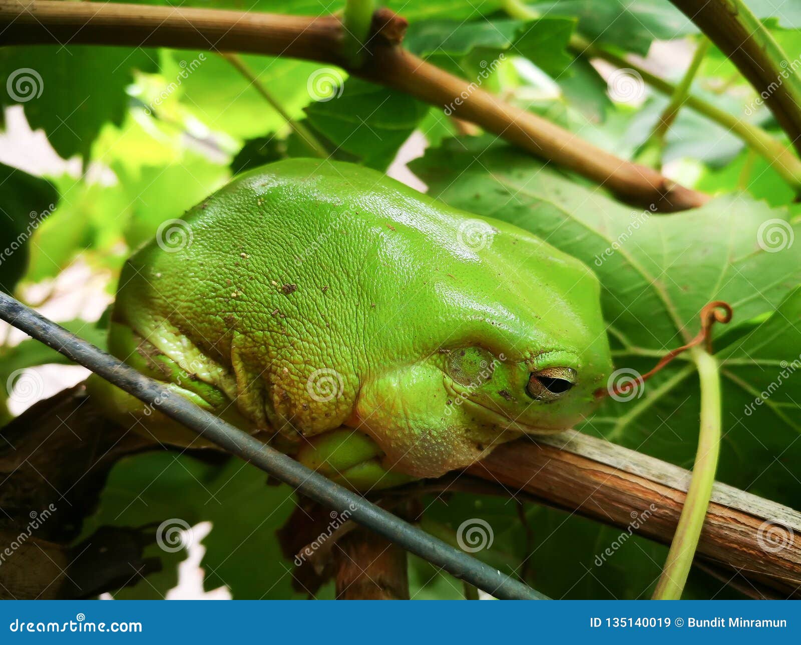 The Queensland Green Frog Staying on a Grape Tree Alone. Stock Image ...