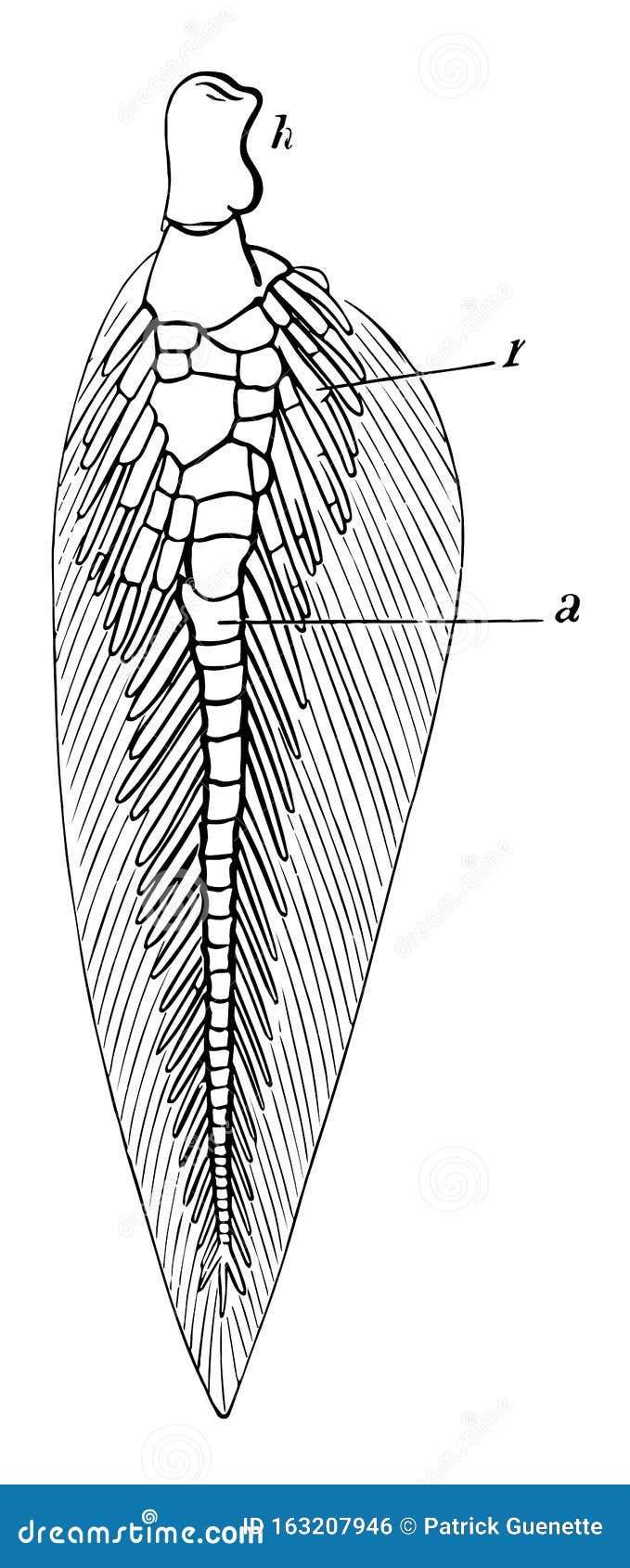 Lungfish Fin Stock Illustrations – 4 Lungfish Fin Stock Illustrations ...