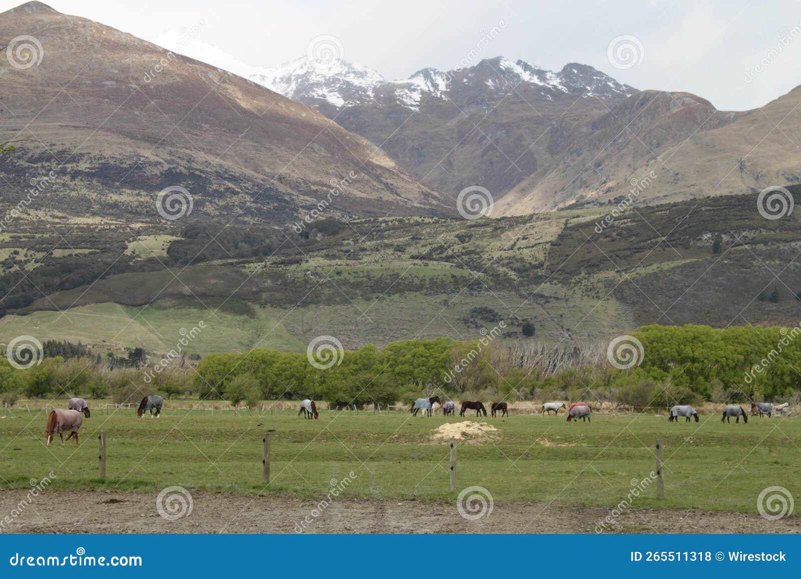 Queenstown Forest View: while Horse Back Riding Stock Photo - Image of ...