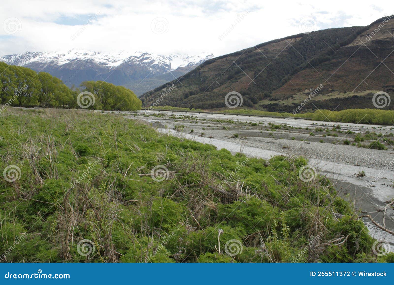 Queenstown Forest View -while Horse Back Riding Stock Photo - Image of ...